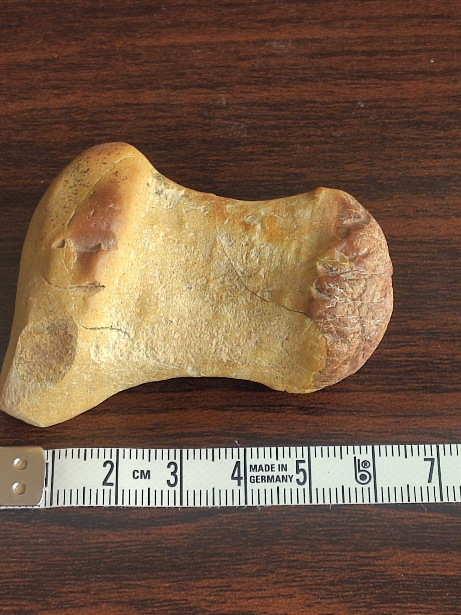 (Versteinerter) Knochen gefunden? (Tiere, Fossilien)