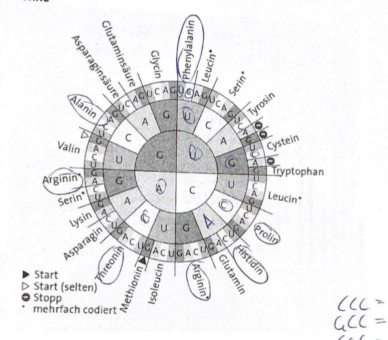 Versuch zu Molekulargenetik Bedeutung? (Biologie-Leistungskurs)