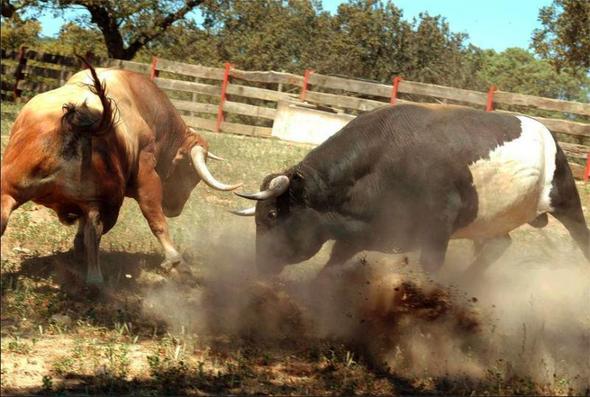 Vertragen sich Stiere untereinander? (Stier, Kuh, Tiere)