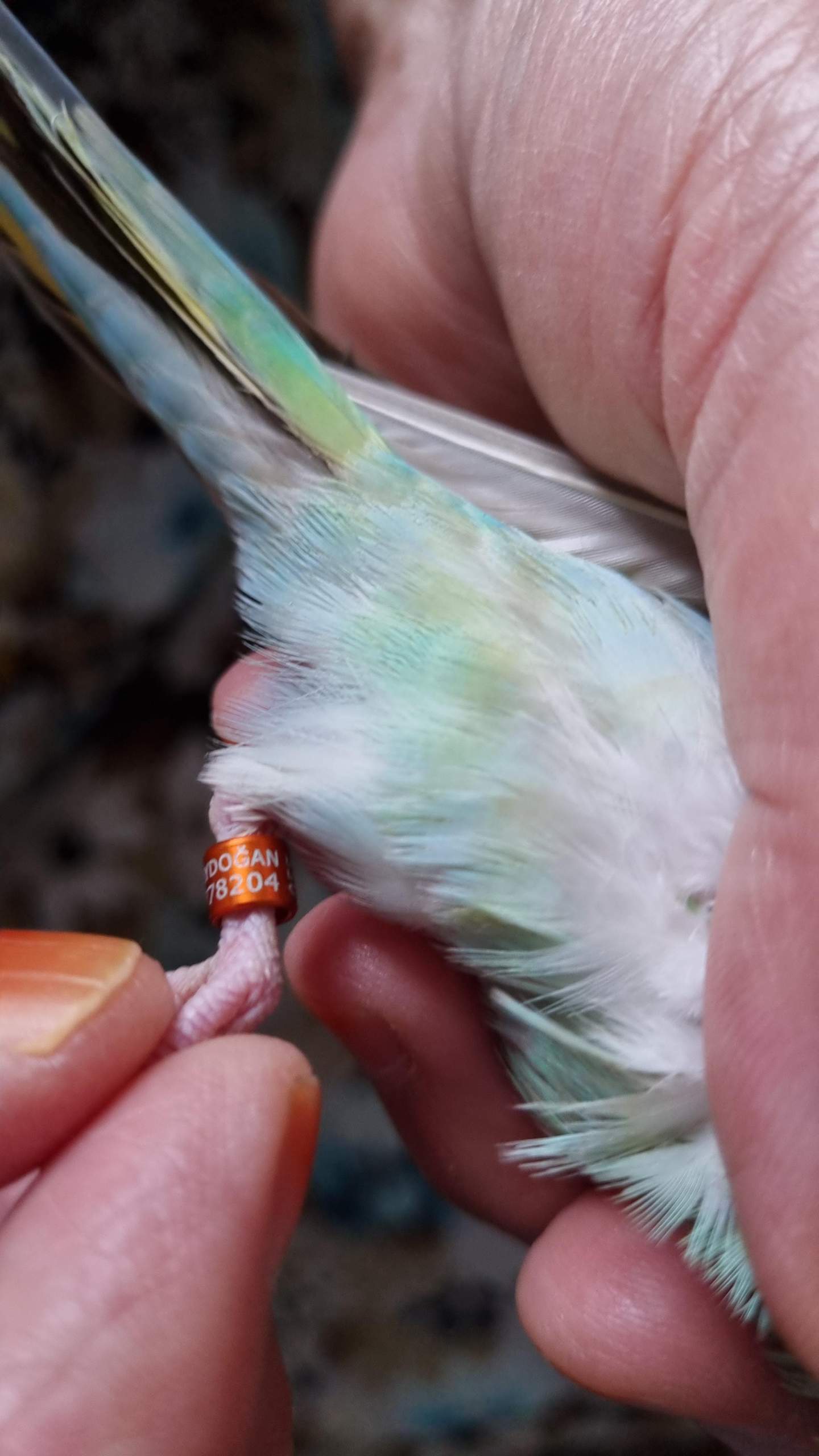 Vogel gefunden so ein rotes Band? (Vögel, Vogelart)