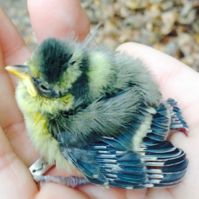 Vogelbaby gufund (Baby, Vögel, finden)
