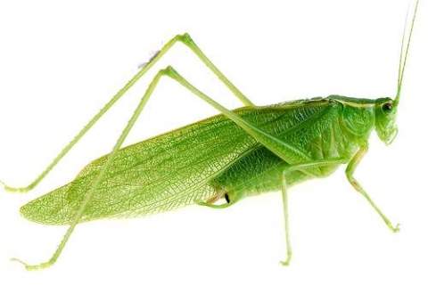 "Von der Palme wedeln" für Fortgeschrittene (Tiere, Biologie, Pflanzen)