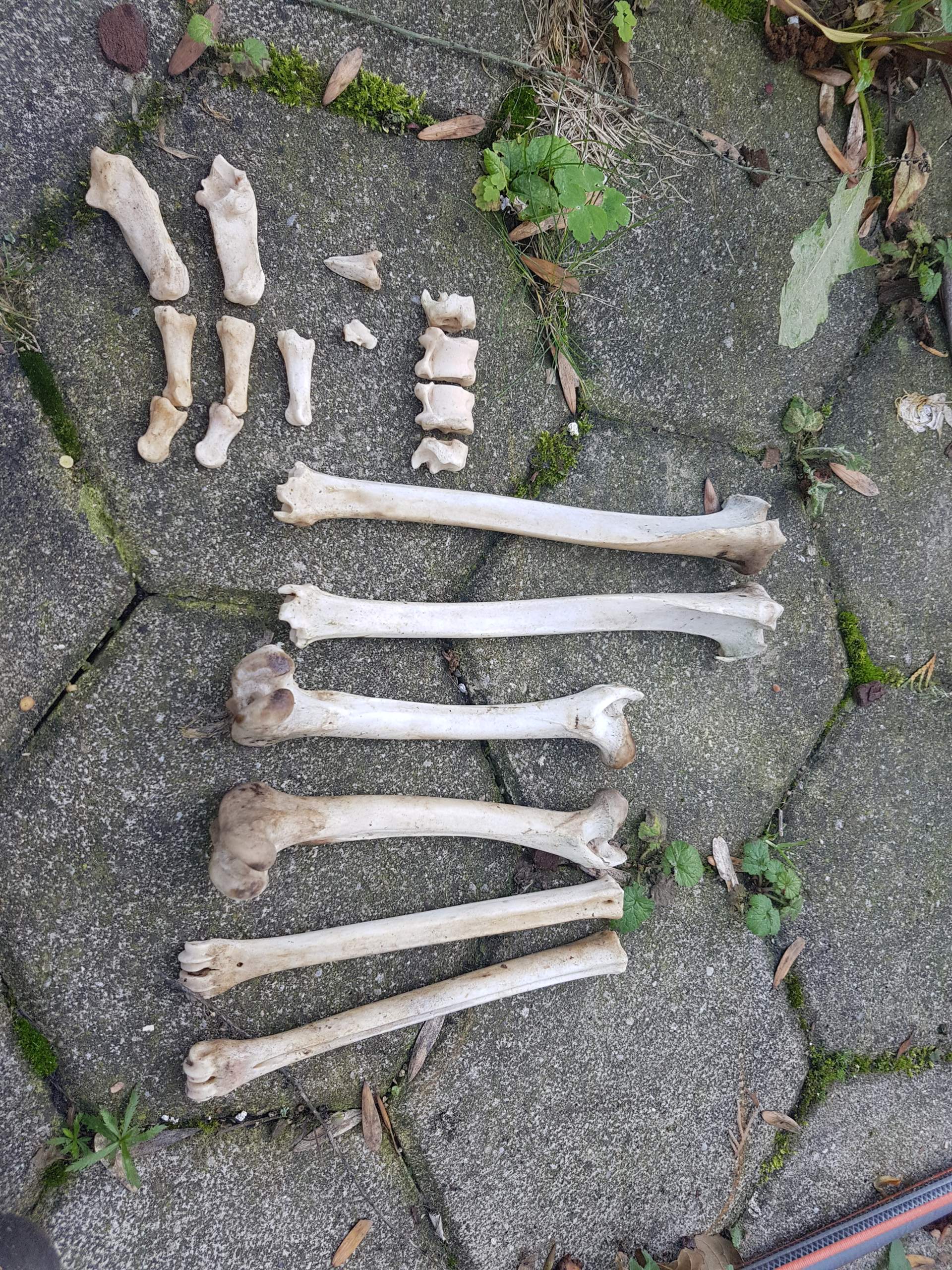 Von was für einem Tier stammen diese Knochen? (Tiere, Biologie, Natur)