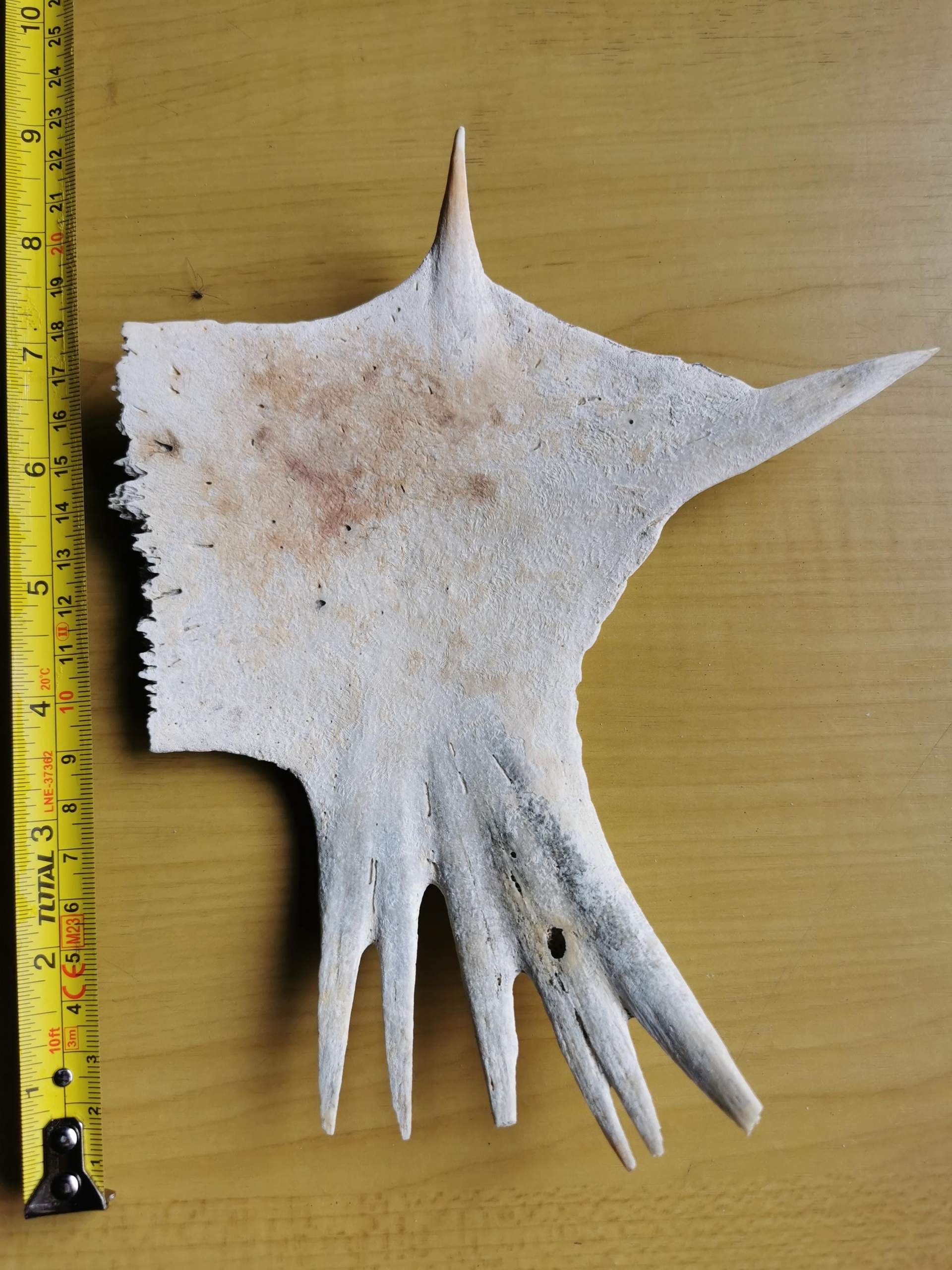 Von welche Tier könnte dieser Knochen sein, gefunden am Pazifik Strand ...