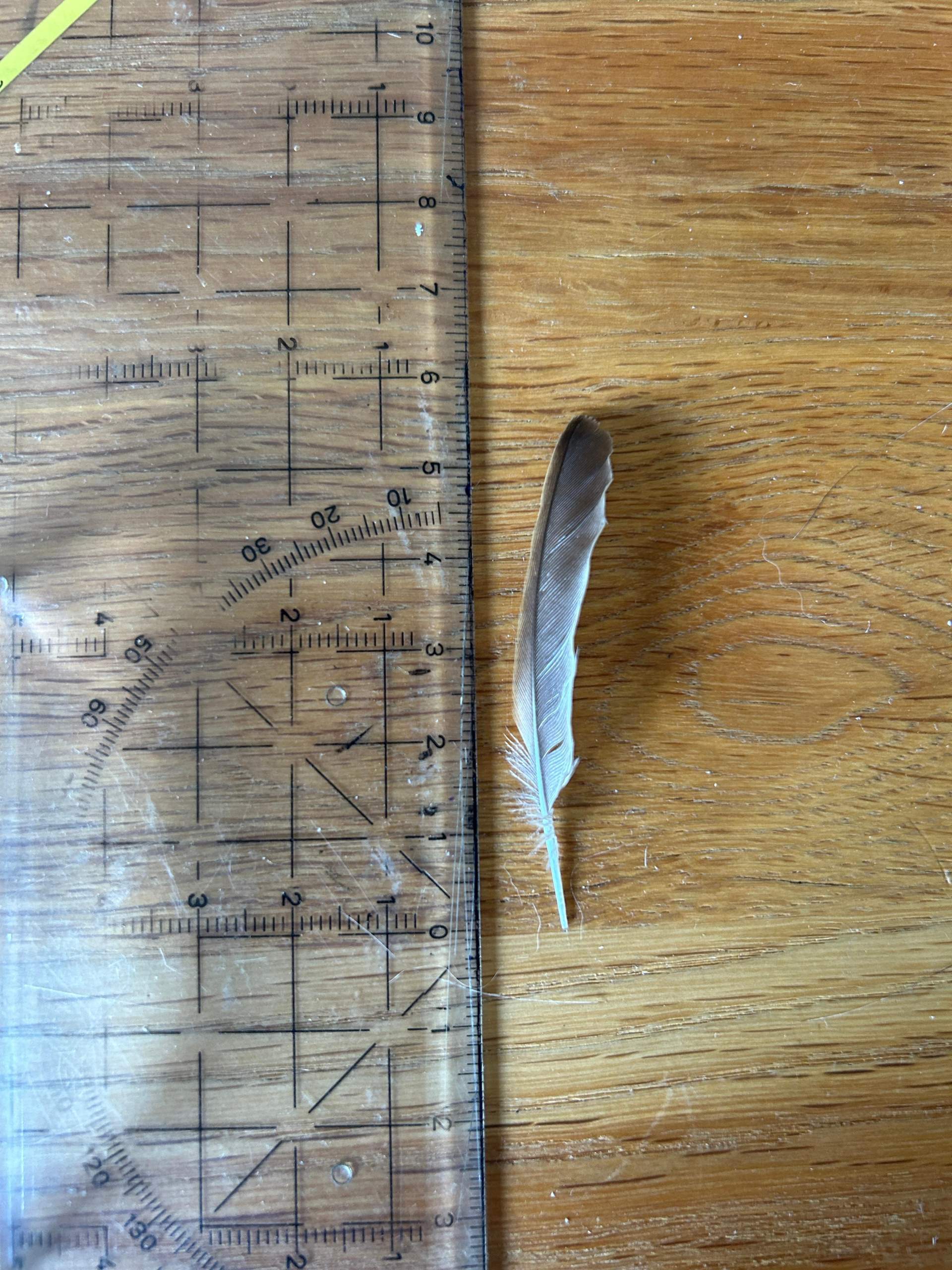 Von welchem kleinen Vogel ist diese Feder? (Biologie, Tierarzt ...