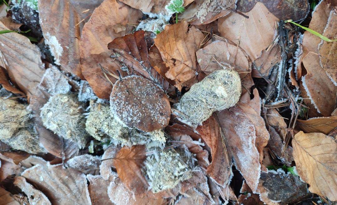 Von welchem Tier ist der Kot? (Biologie, Wildtiere, Igel)