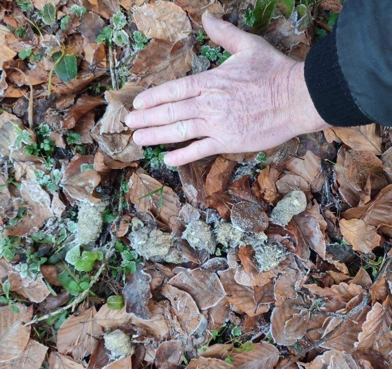 Von welchem Tier ist der Kot? (Biologie, Wildtiere, Igel)