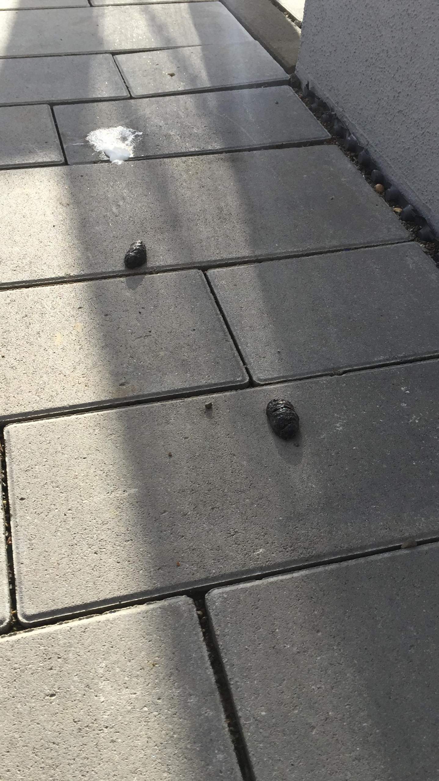 Von welchem Tier ist dieser Kot ? (Tiere, Biologie, Garten)