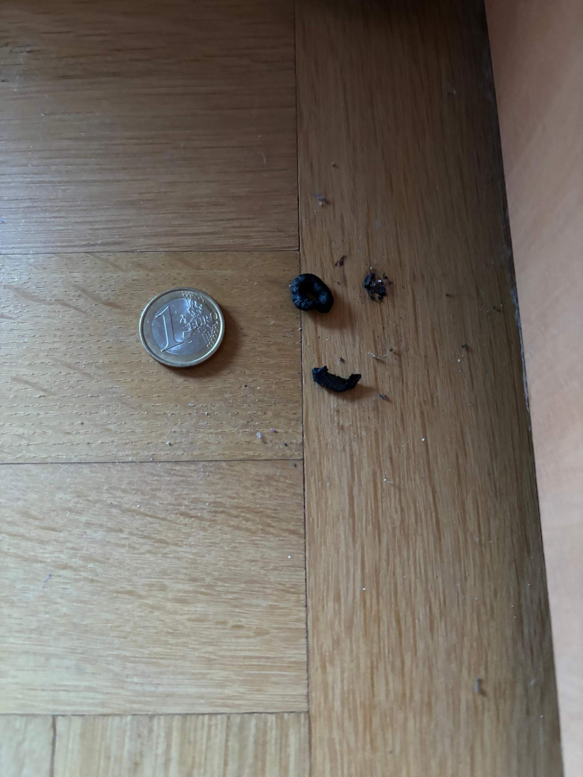 Von welchem Tier ist dieser Kot? (tierbestimmung, Tierkot)