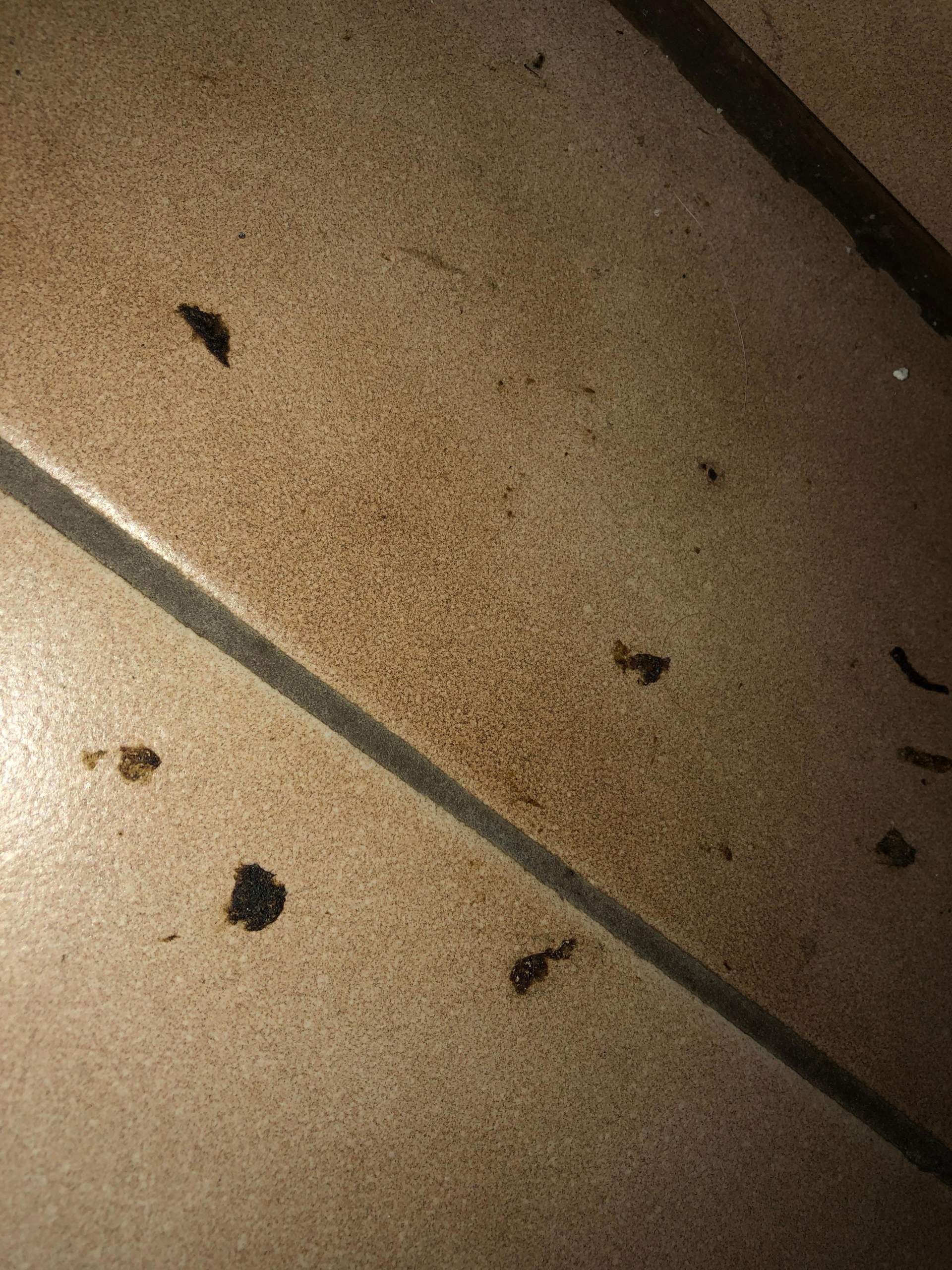 Von welchem Tier kann das sein? Kot Spuren? (Tiere)