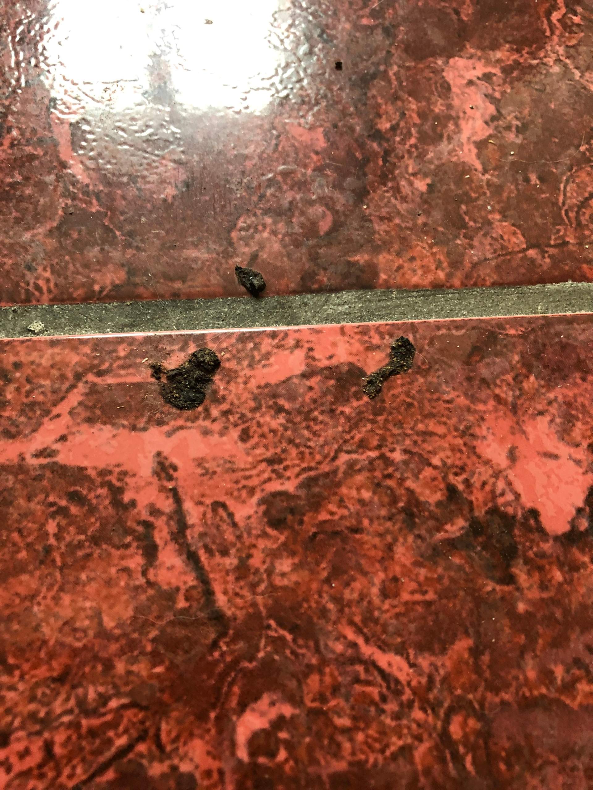 Von welchem Tier kann das sein? Kot Spuren? (Tiere)