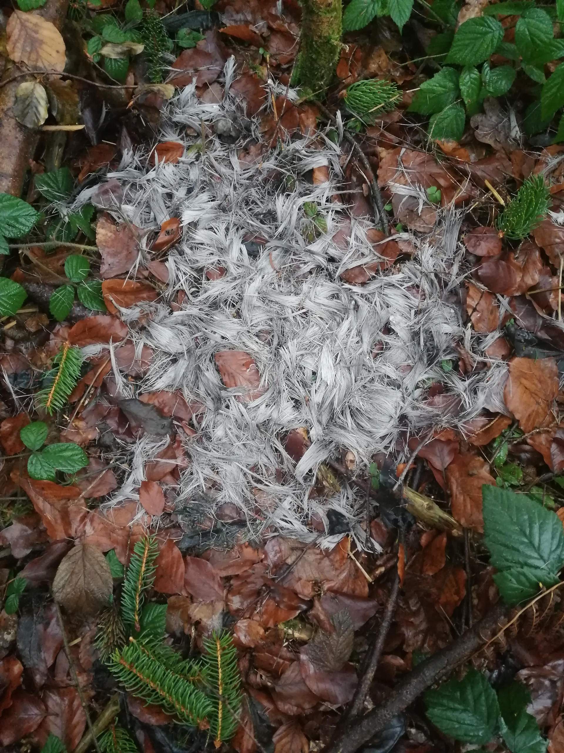 Von welchem Tier könnte dieses Fell stammen? (Tiere, Wald, Wildtiere)