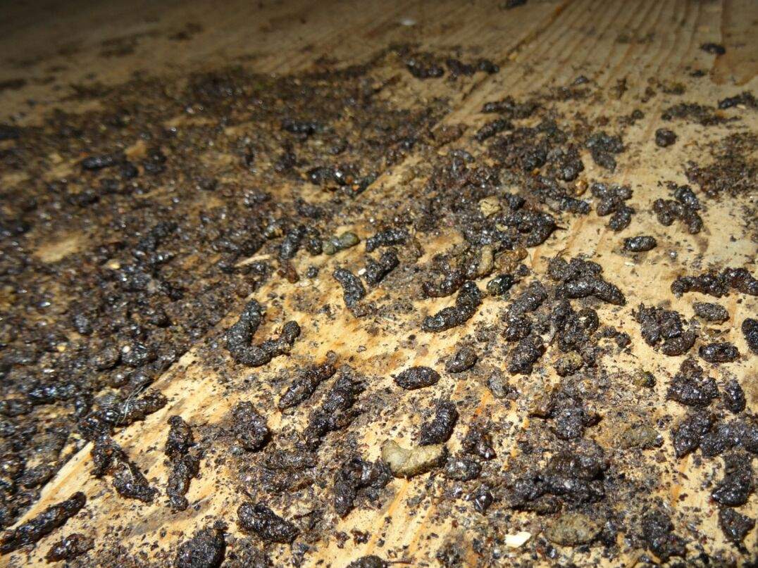 Von welchem Tier könnten diese Hinterlassenschaften stammen? (Kot ...