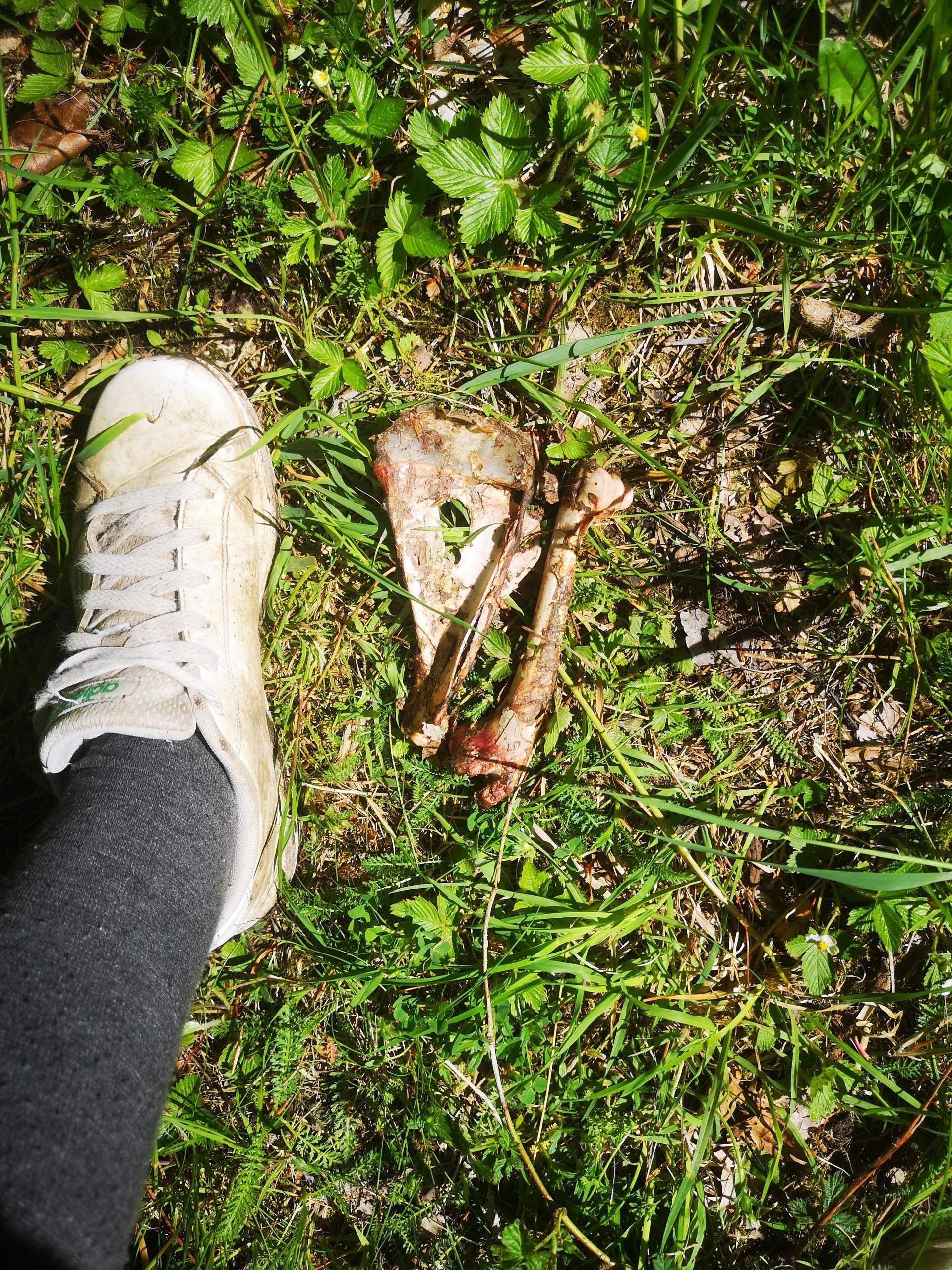 Von welchem Tier sind die Knochen und das Fell? (Wildtiere, Jagd)