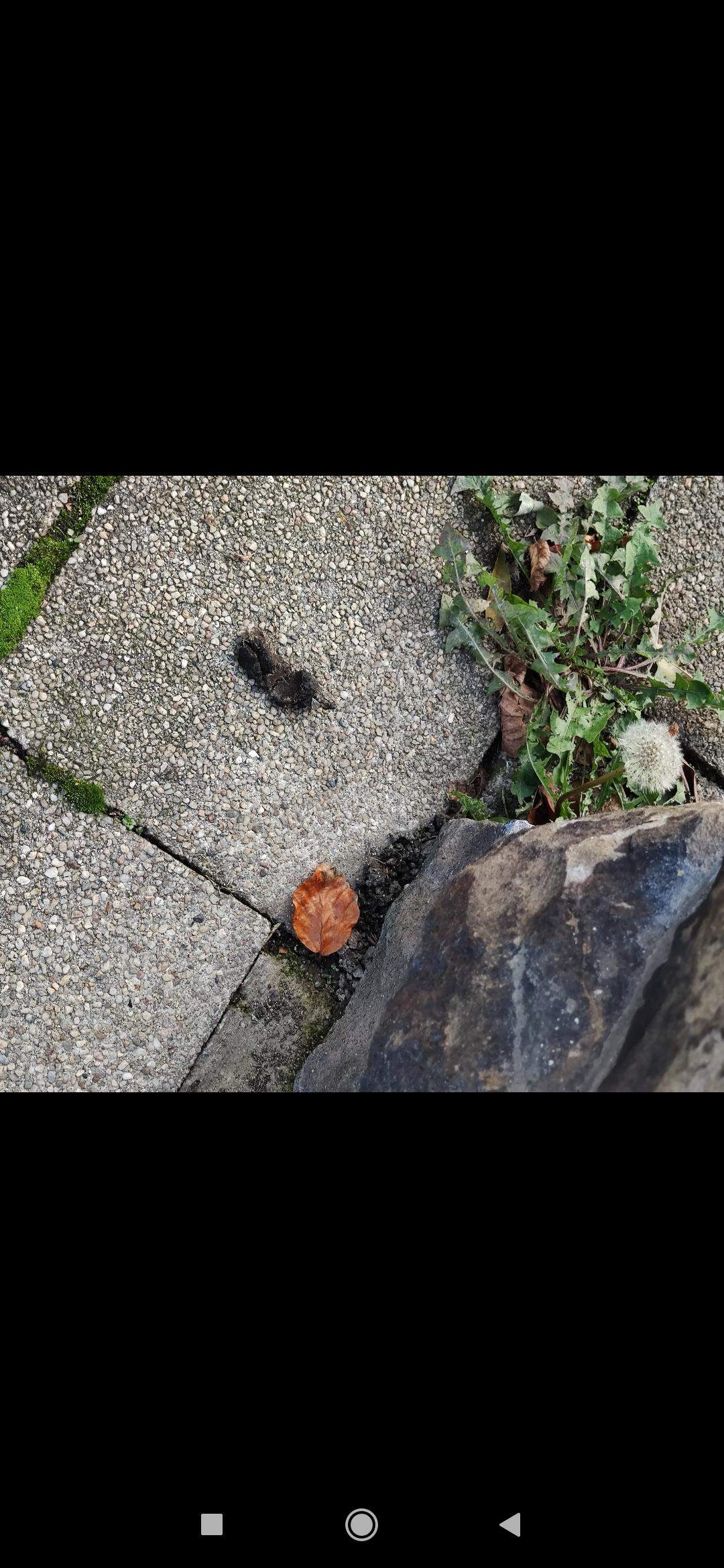 Von welchem Tier stammt das? (Kinder, Biologie, Kot)