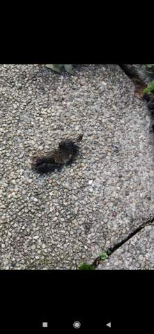 Von welchem Tier stammt das? (Kinder, Biologie, Kot)