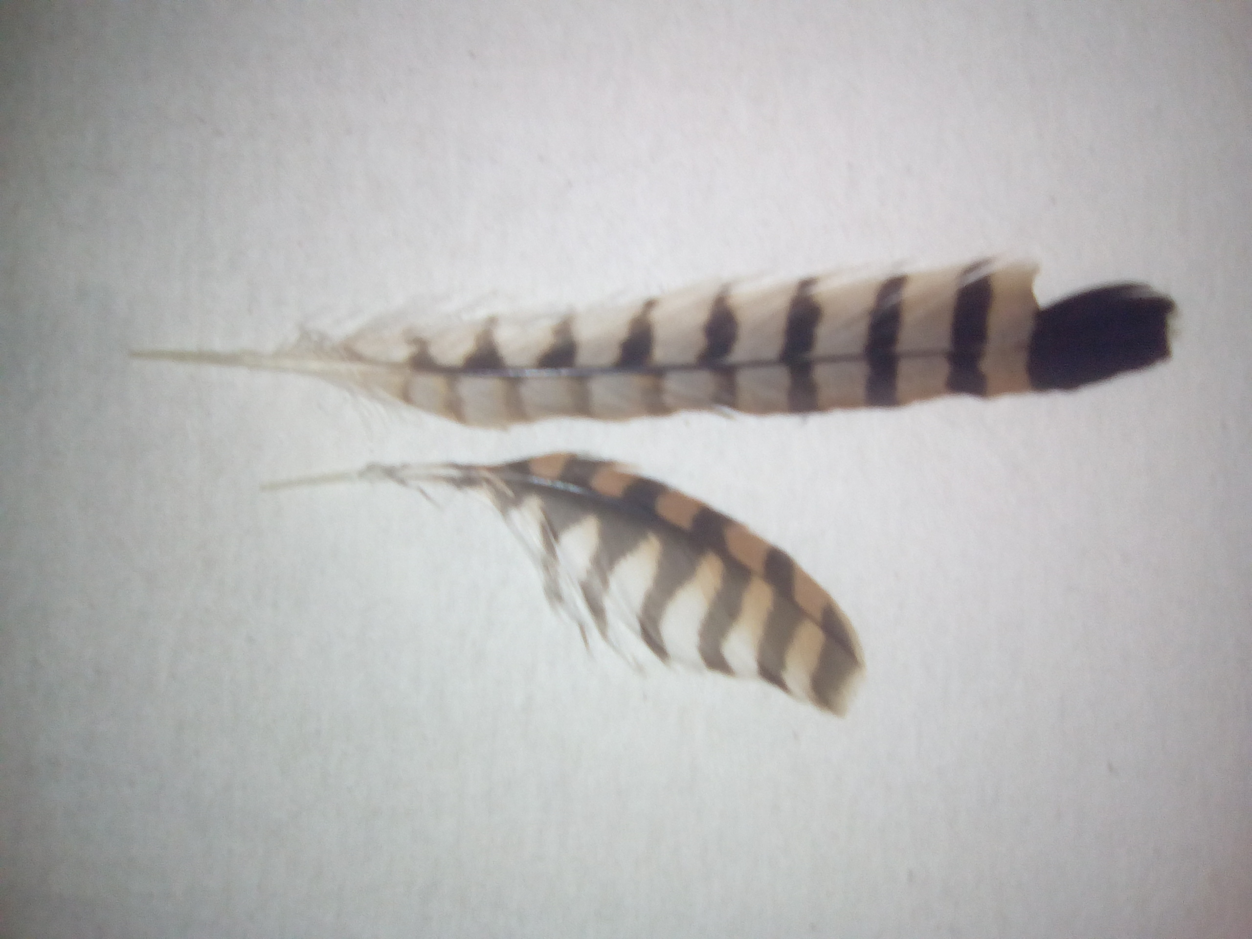 Von welchem Vogel stammen diese Federn? (Vögel, Feder, vogelart)