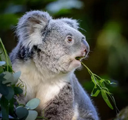 Vor- und Nachteile von Eukalyptus-Bonbons