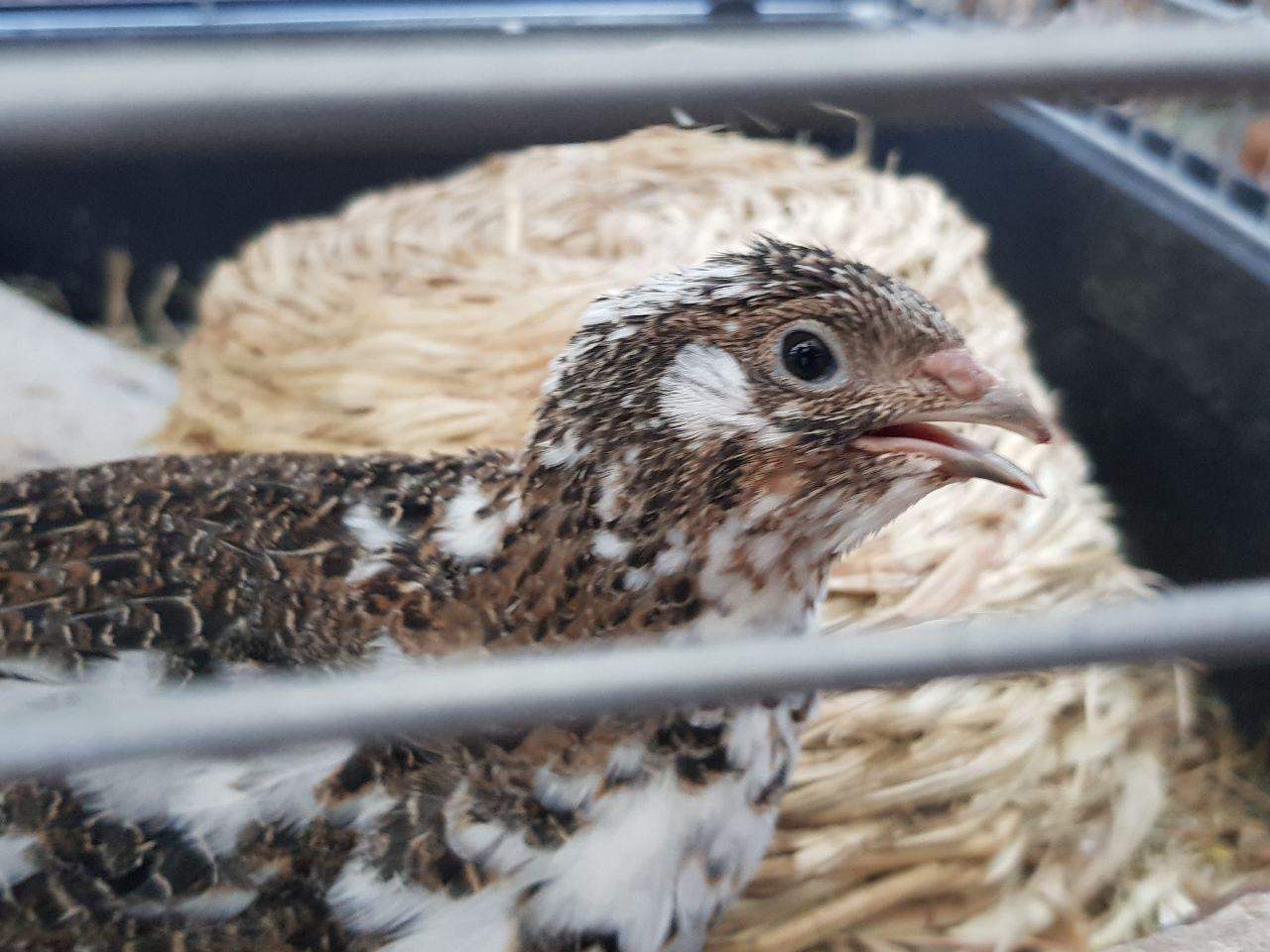 Wachtel Schnabelspitze abgebrochen - wächst der Schnabel nach ...