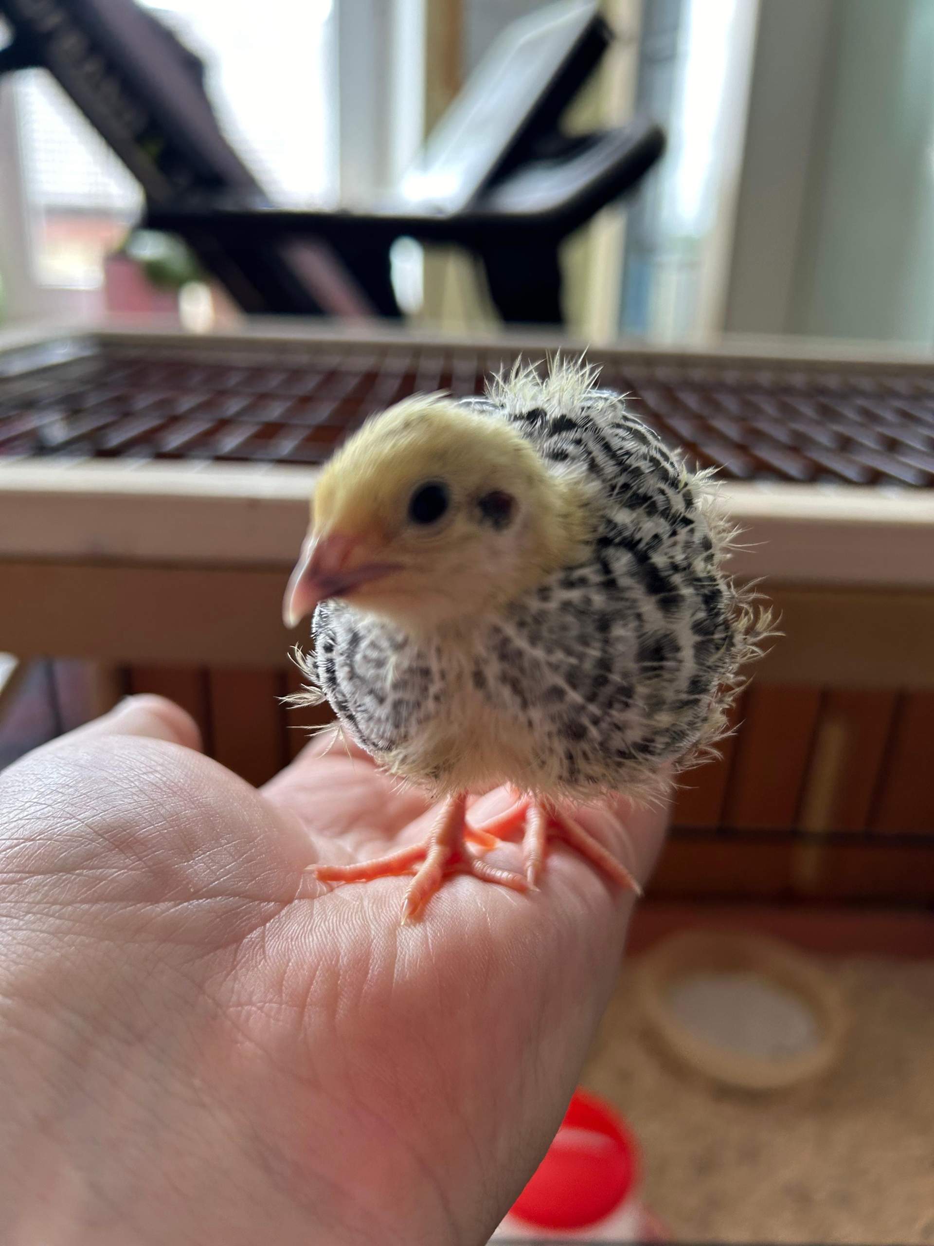 Wachteln Henne oder Hahn? (Geschlecht, Küken)