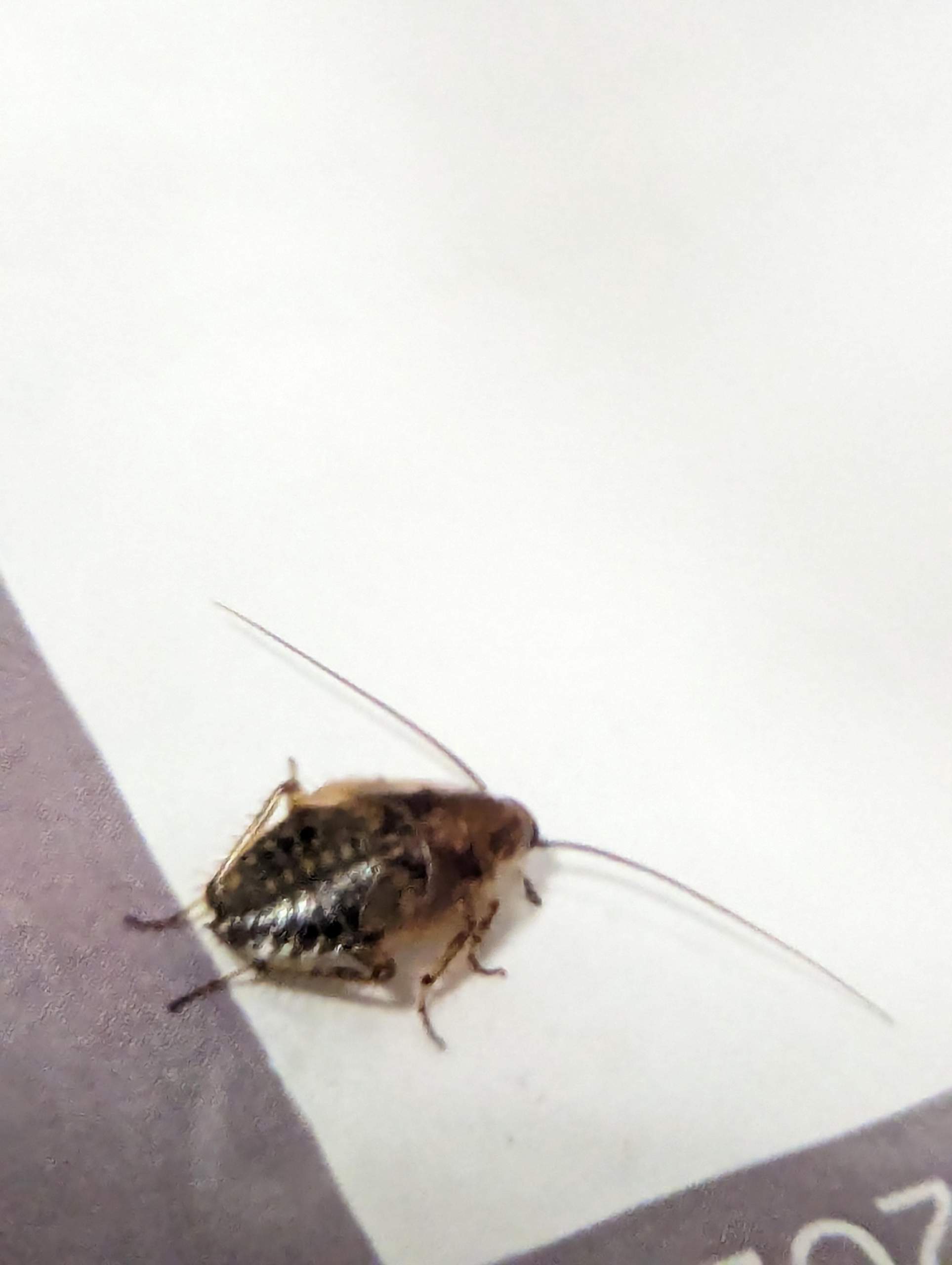 Waldschabe oder Hausschabe? (Insektenbestimmung, Kakerlaken, Schaben)