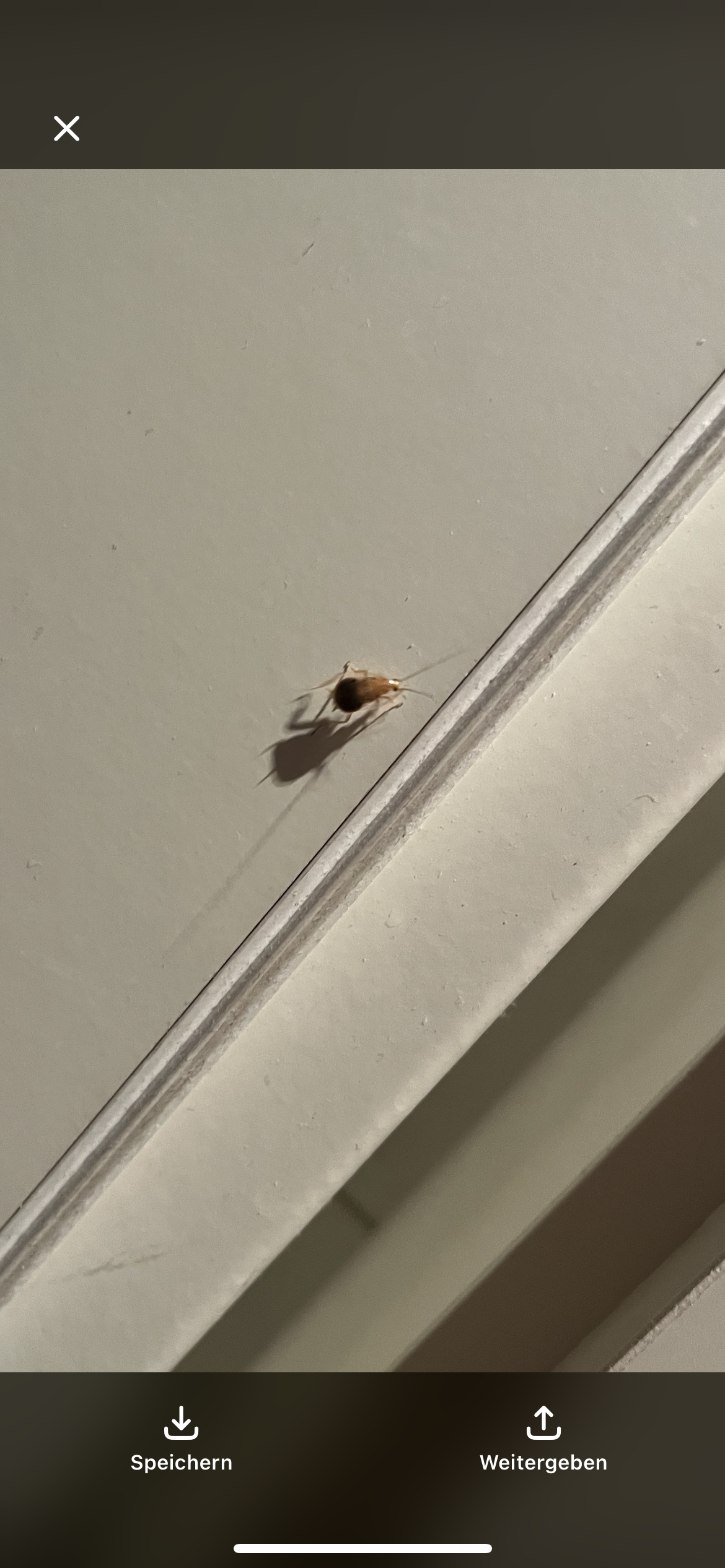 Waldschabe oder Hausschabe? (Schädlinge, Ungeziefer, Insektenbestimmung)