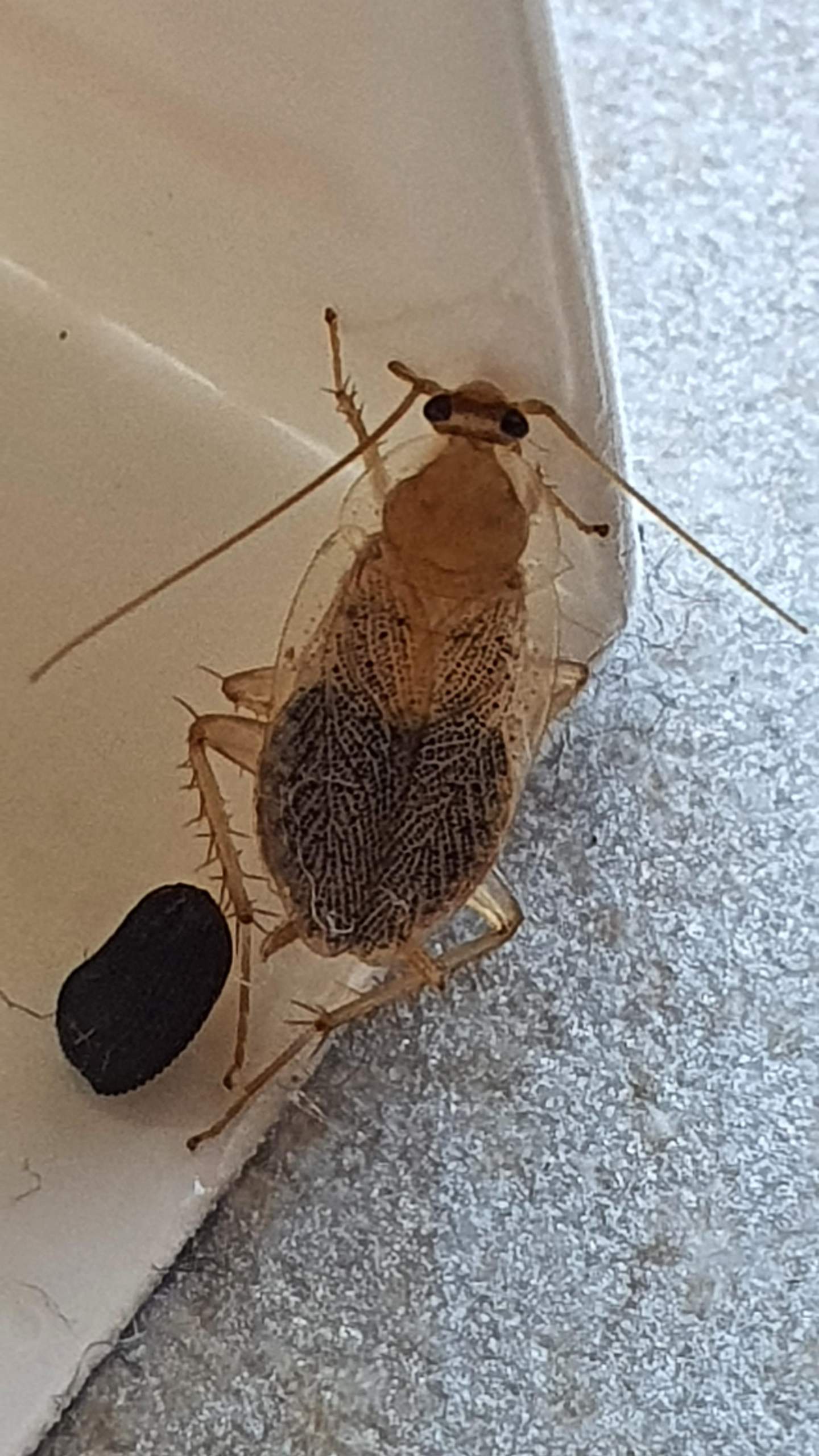 Waldschabe, richtig? (Schädlinge, Insektenbestimmung, Schaben)