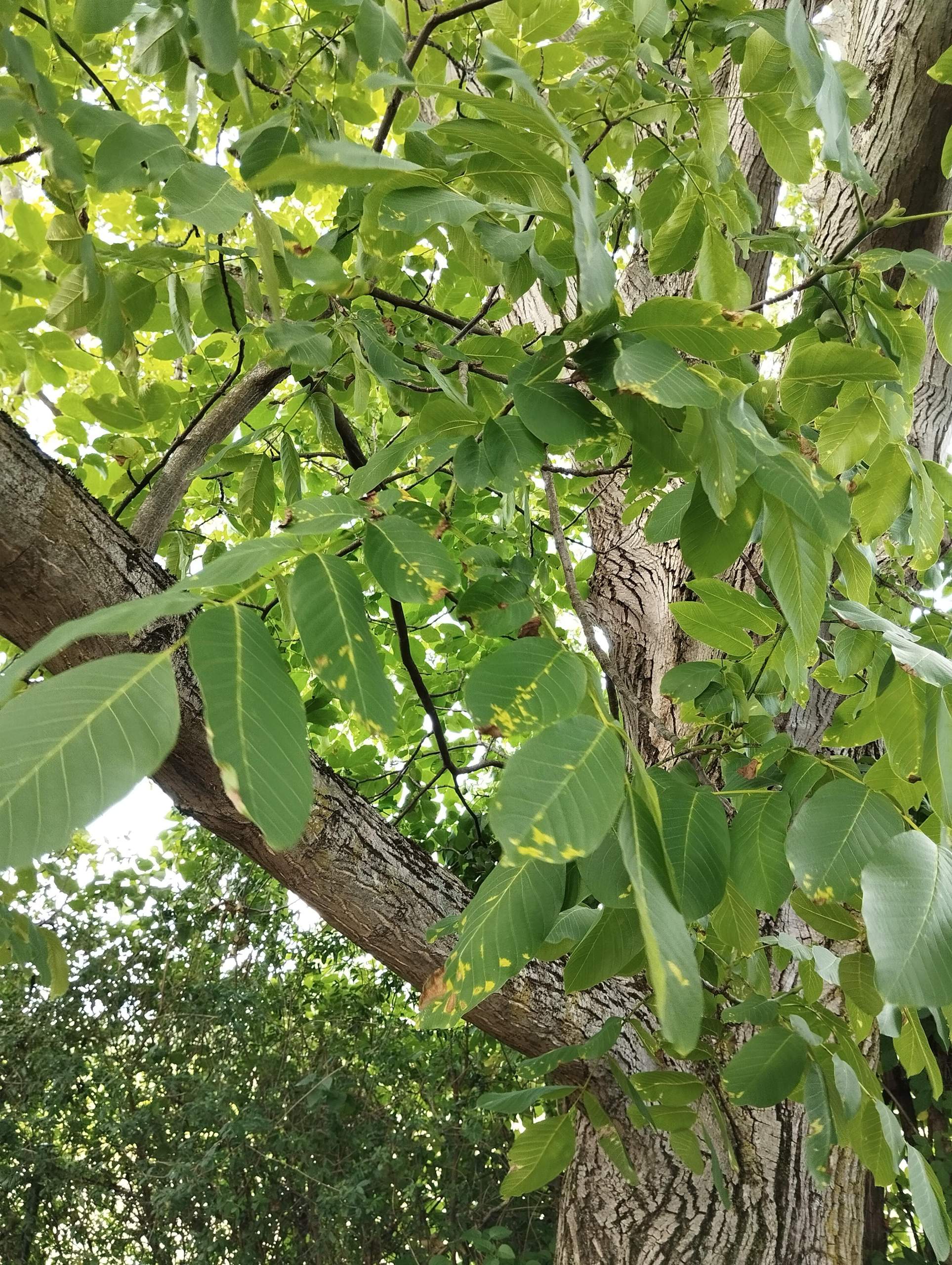 Walnussbaum? (Flecken, Baum, Pflanzenpflege)