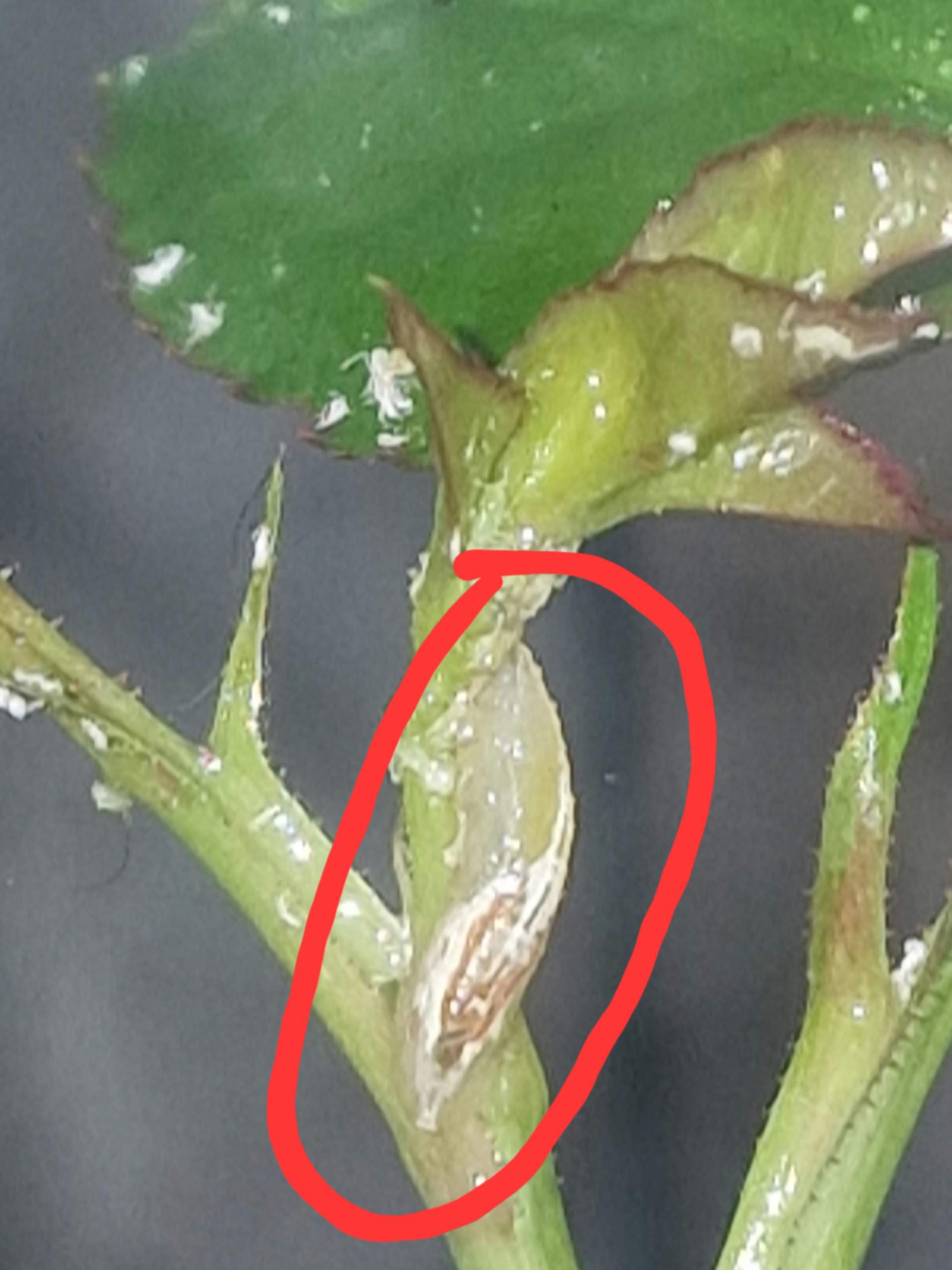 Wandelndes Blatt, was ist das im Terrarium? (Insekten)