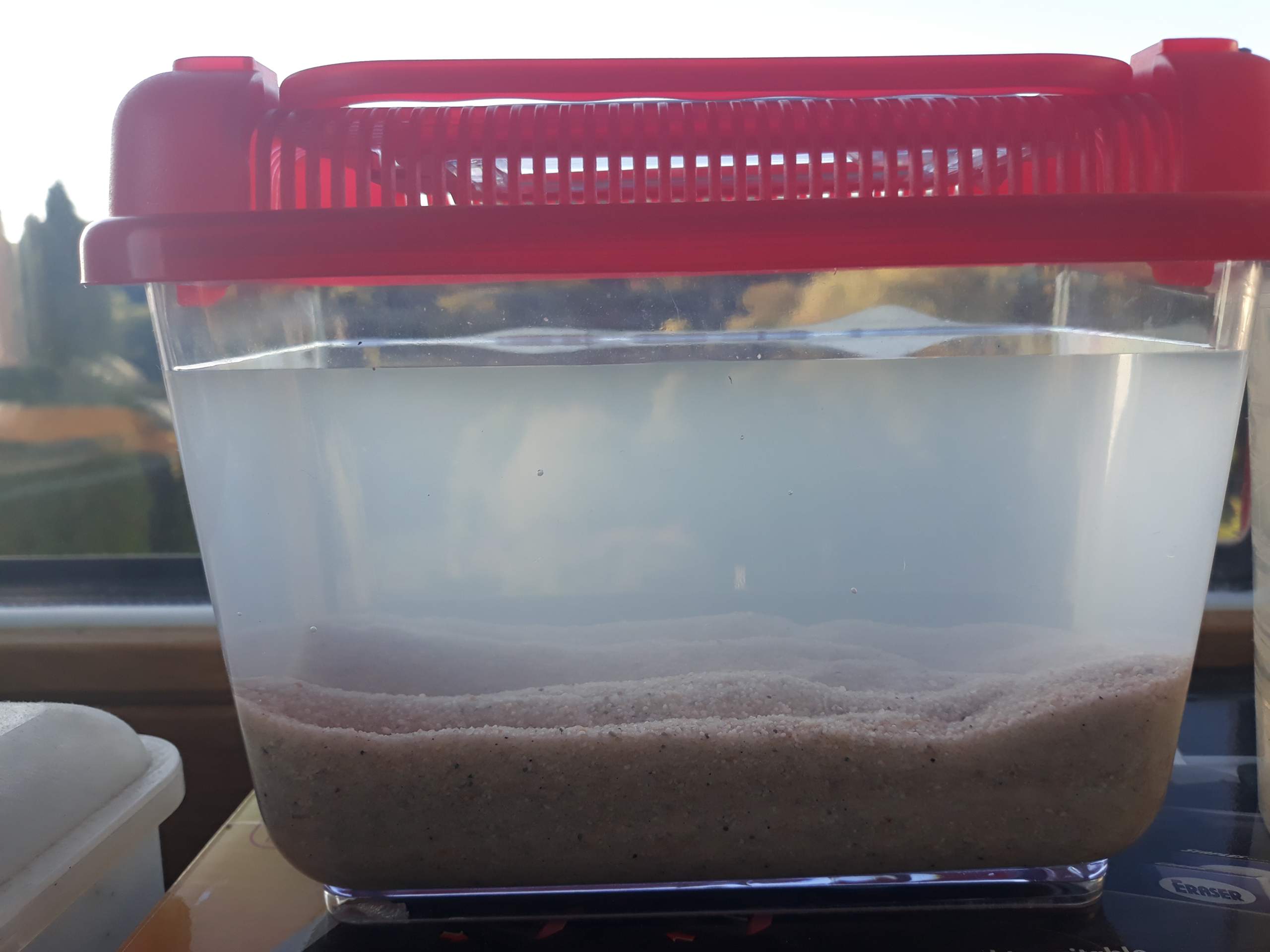 Wann Triops Eier einstzen? (Tiere, Urzeitkrebse)