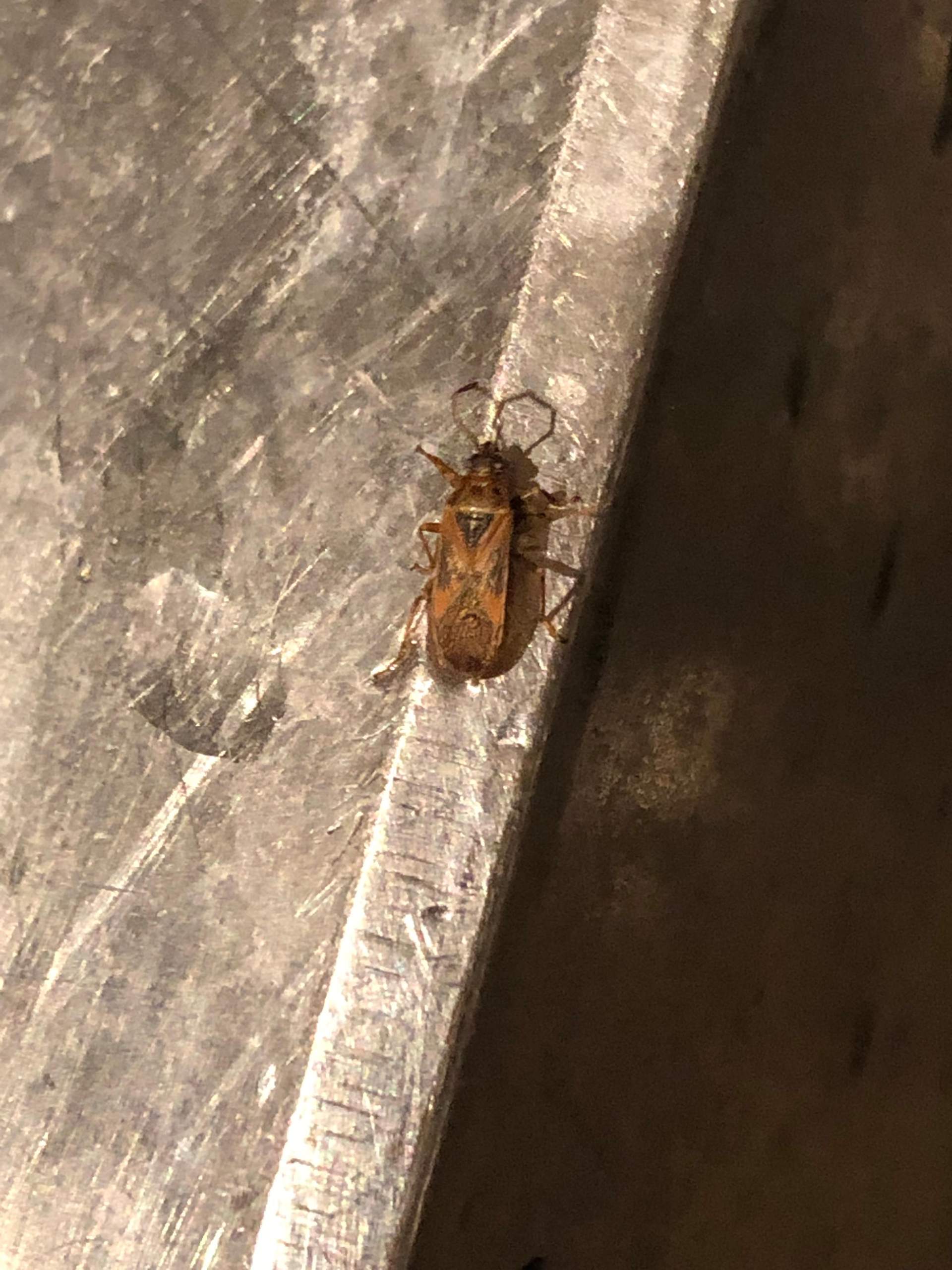 Wanze? (Biologie, Natur, Insekten)