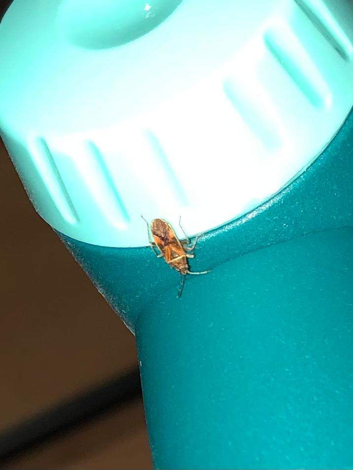 Wanze? (Biologie, Natur, Insekten)