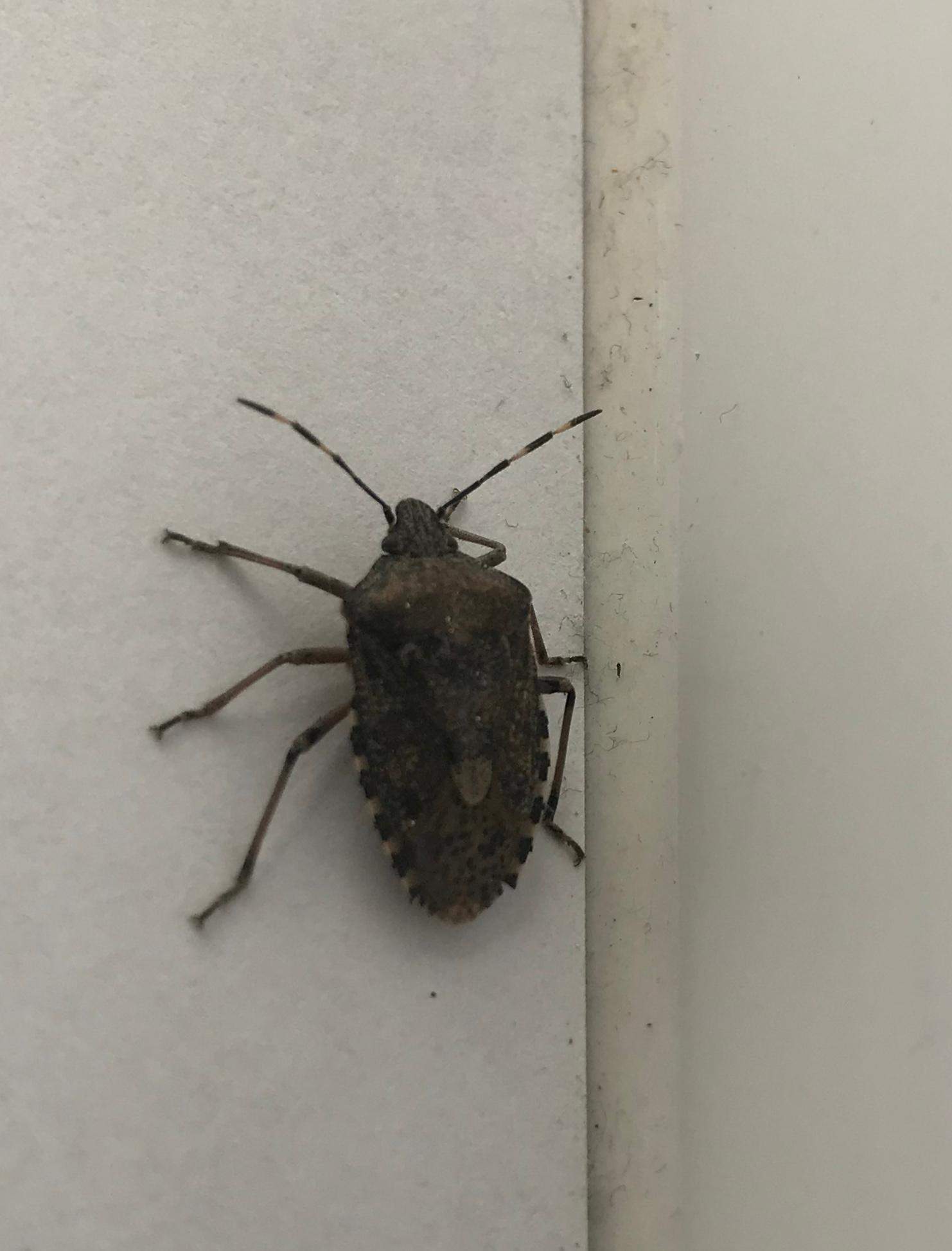 Kafer Im Haus