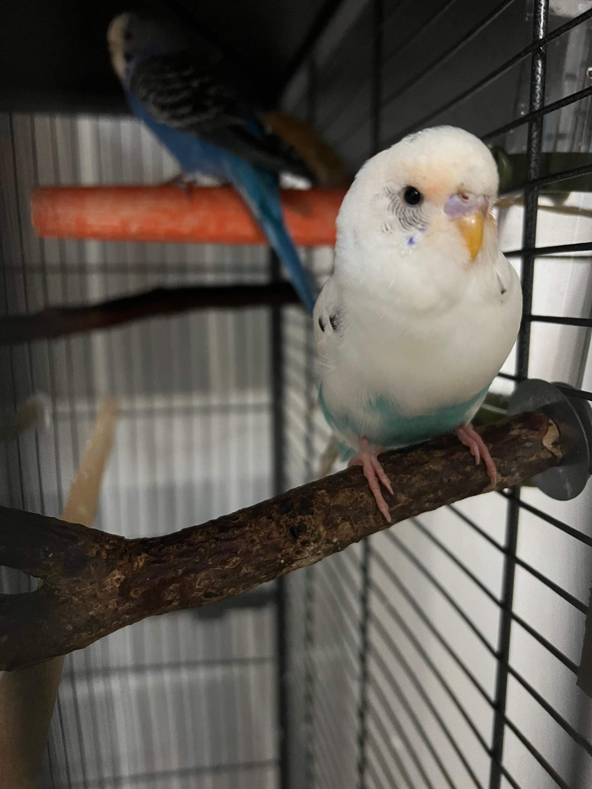 War die Farbe selten? (Wellensittich)