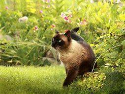 Warrior Cats Kräuter und Wirkung? (Katze, Erin Hunter)