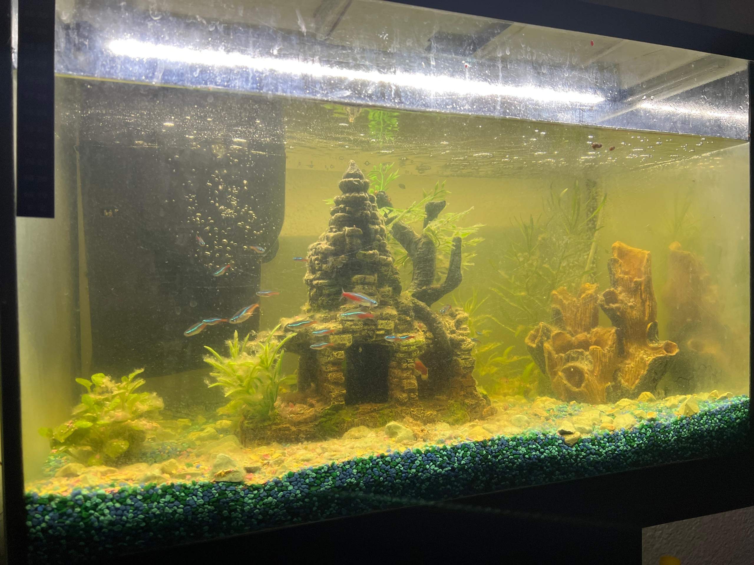 Warum Aquarium schnell dreckig? (Aquaristik)