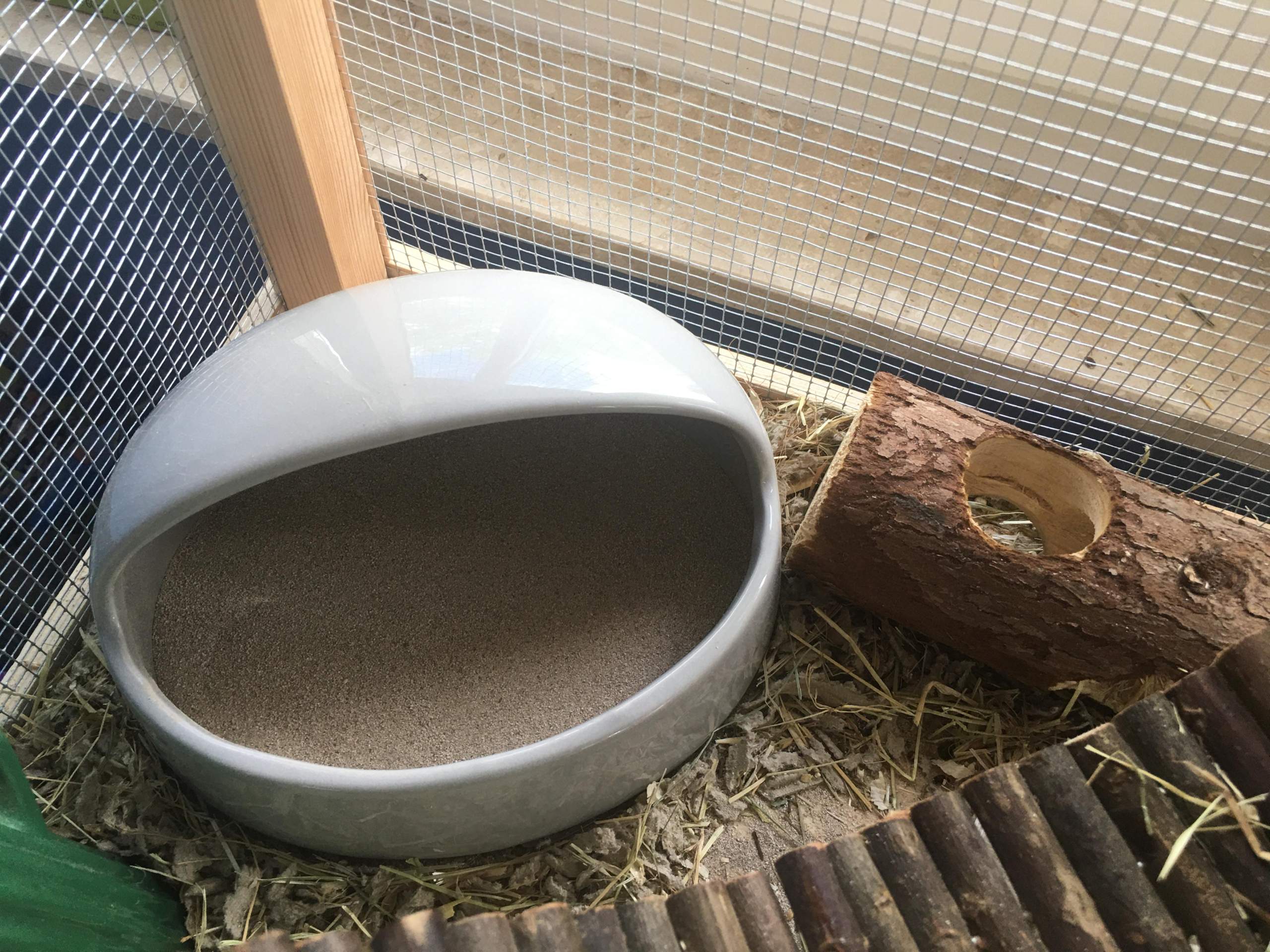 Warum benutzten meine rennmäuse ihr Sand Bad mehr als Toilette als ein ...