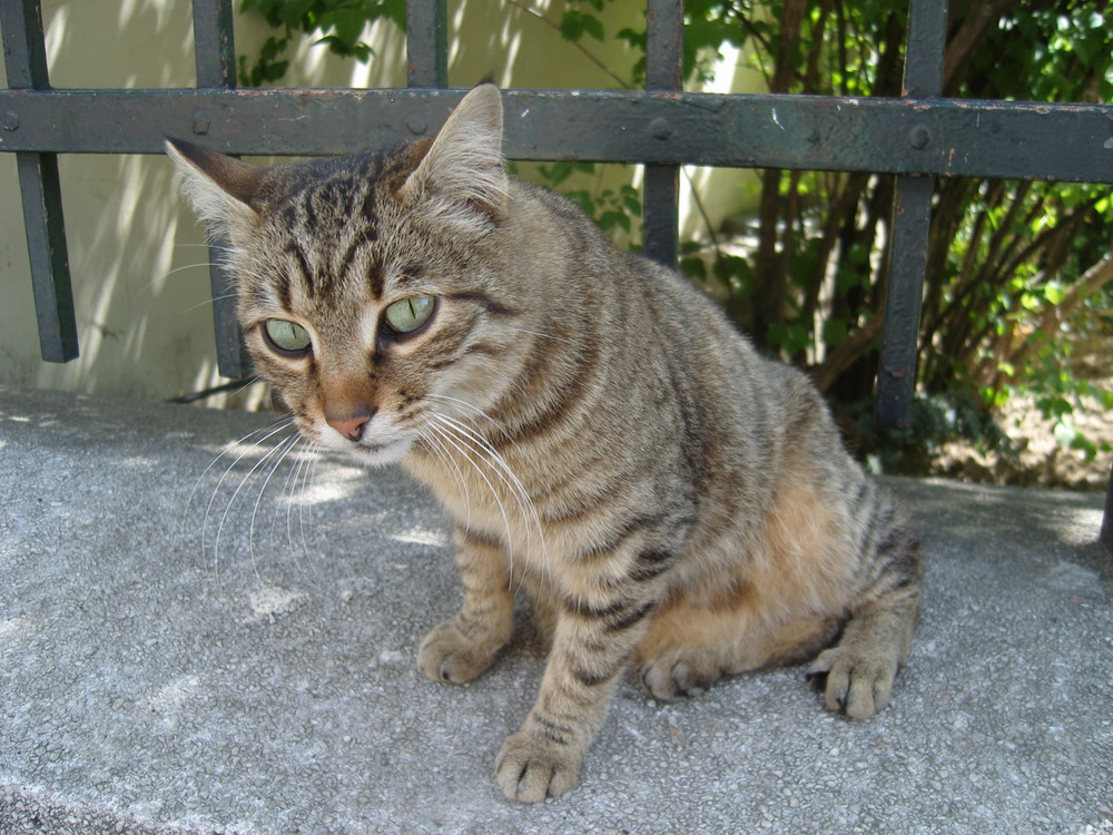Warum guckt die Katze sehr böse? (Tiere, Aussehen, Haustiere)