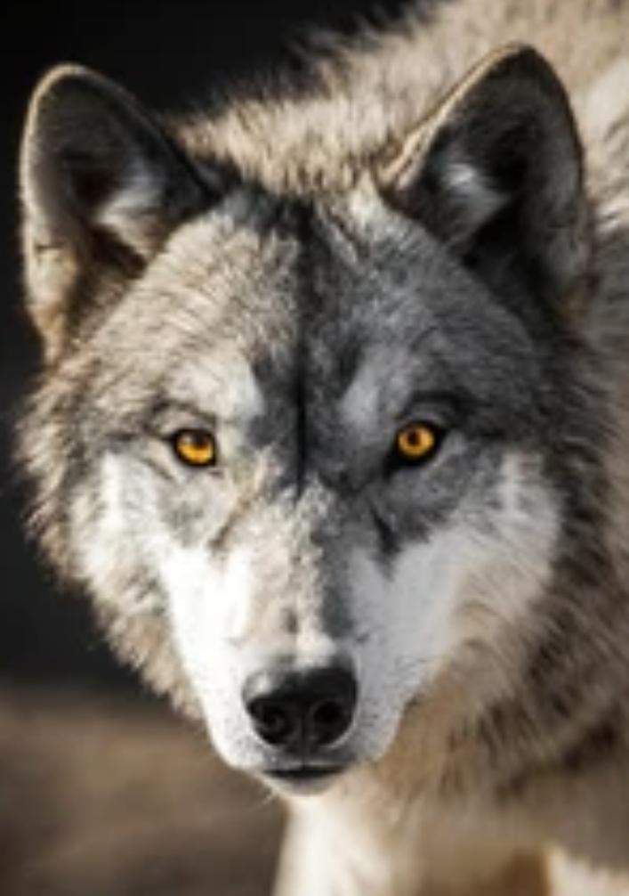 Warum haben Menschen kein Fell im Gesicht, andere Tiere aber schon ...