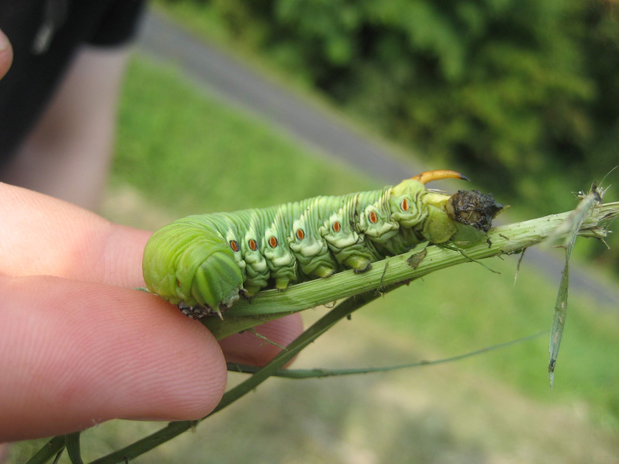 Warum hat diese Raupe einen 'Stachel'? (Tiere, Biologie, Natur)