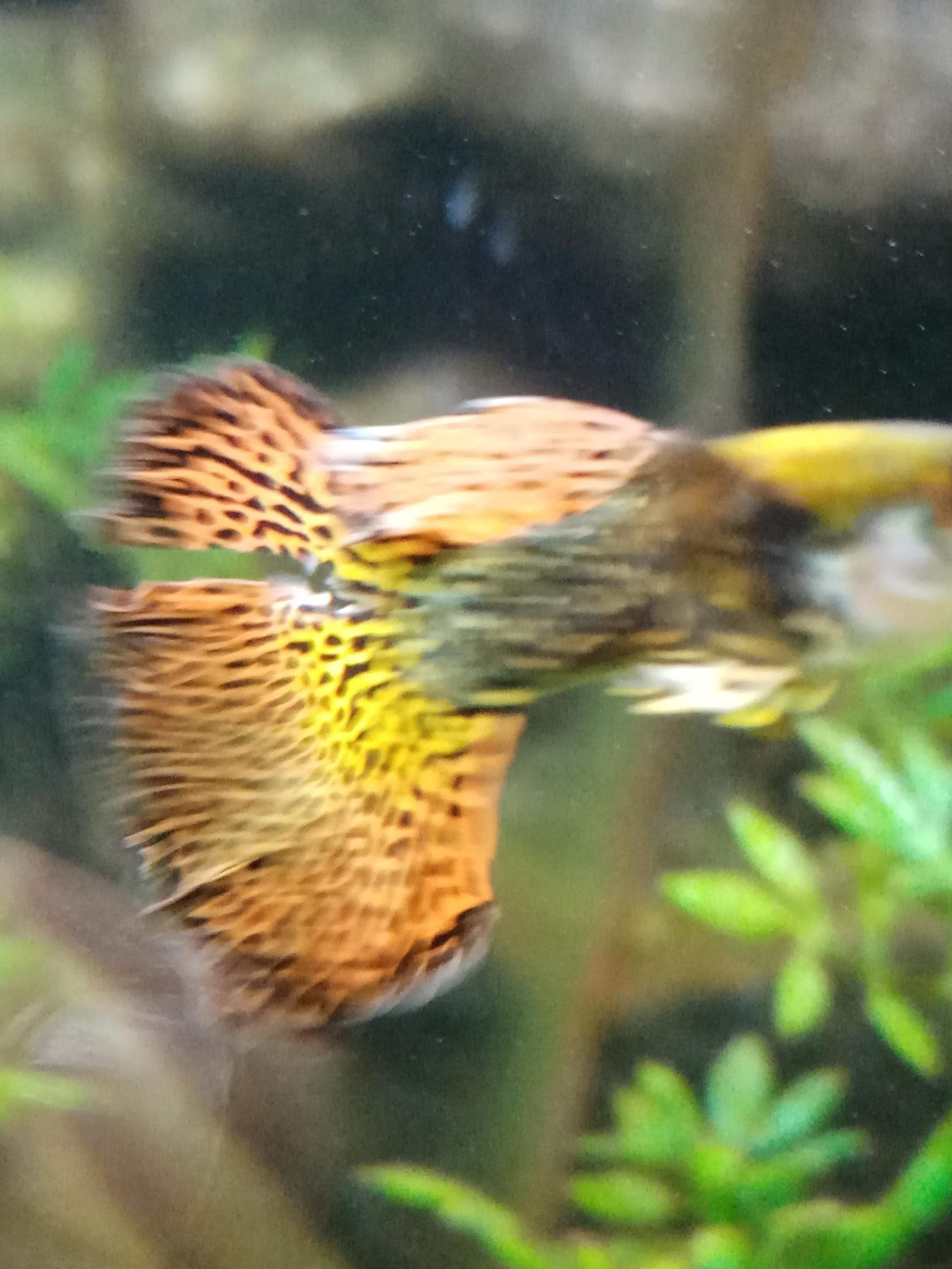 Warum hat mein guppy Männchen ein riss in der hinter flosse? (Tiere ...