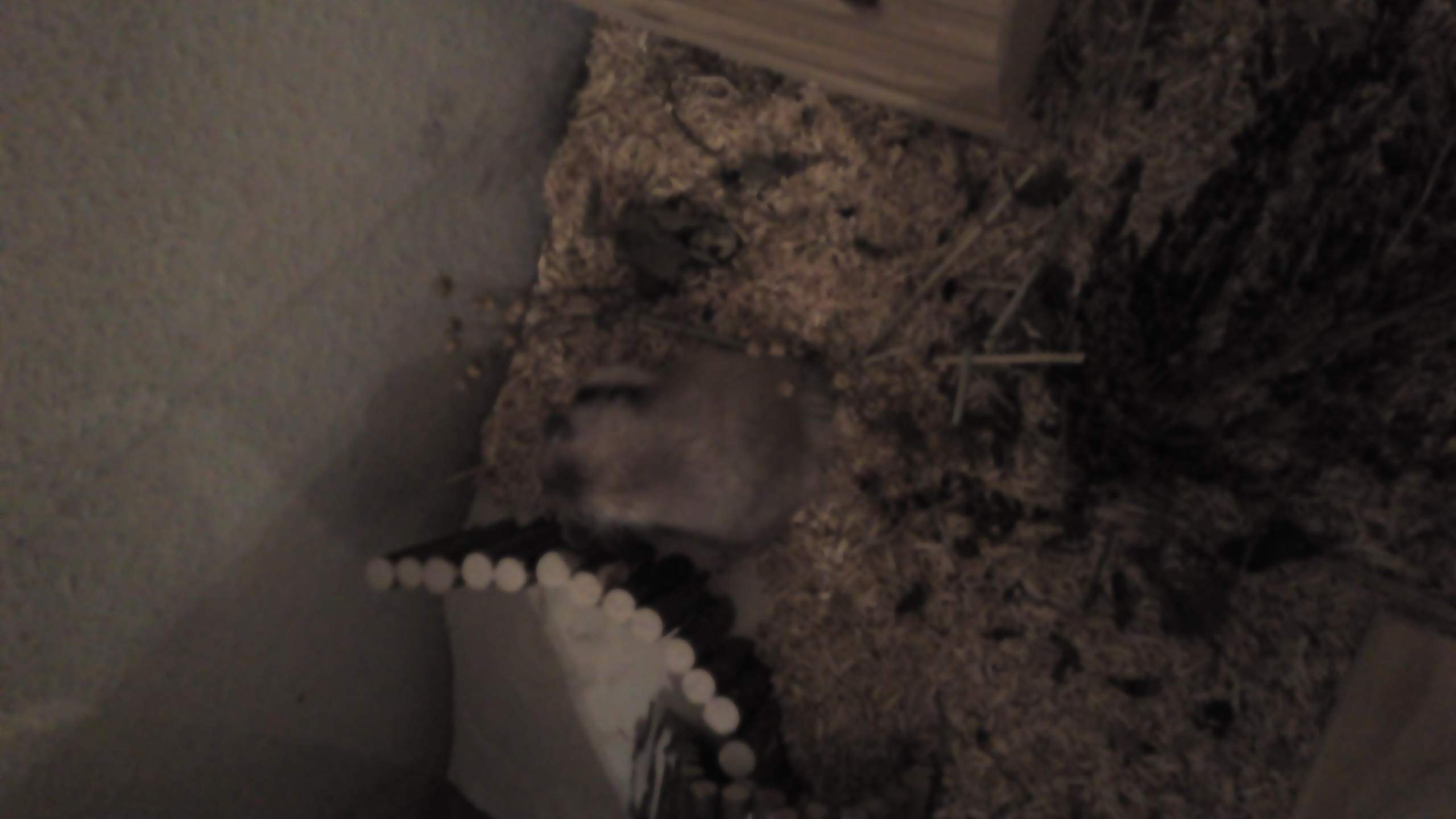 Warum hat mein Teddyhamster kein langes Fell? (Hamster)