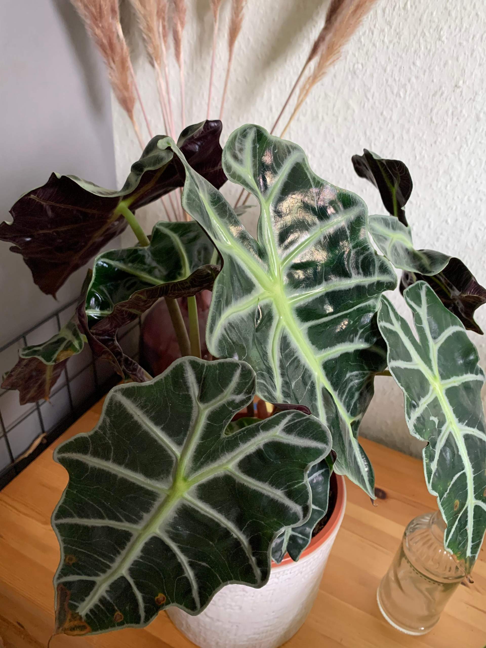 Warum ist der neue Trieb der Alocasia weich? (Pflanzen, Pflanzenpflege ...