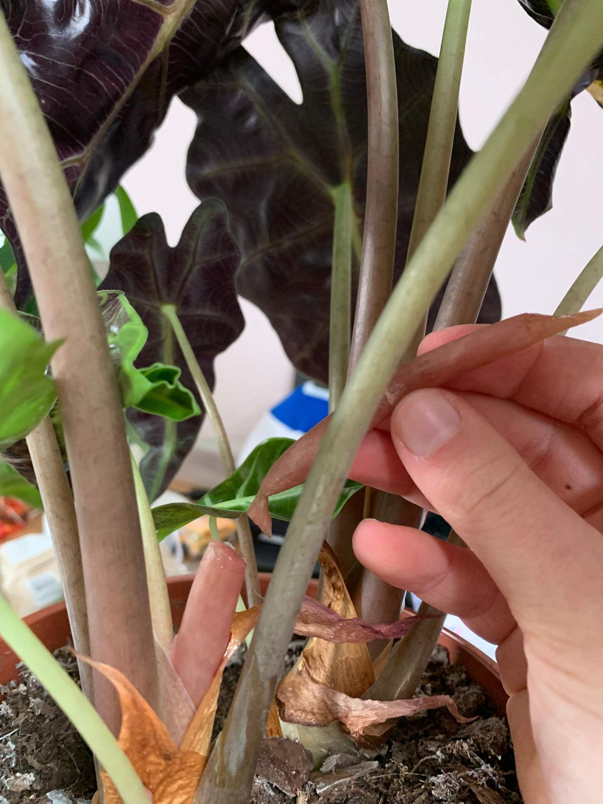 Warum ist der neue Trieb der Alocasia weich? (Pflanzen, Pflanzenpflege ...
