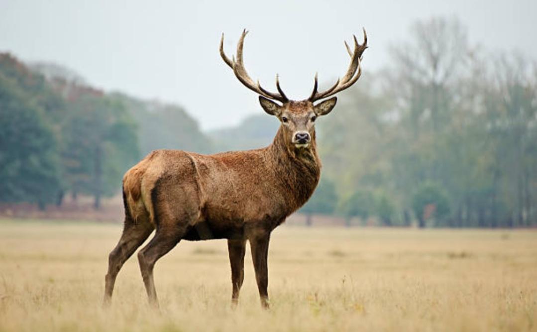 Warum ist in Deutschland so wenig über Hirsche bekannt? (Tiere, Natur ...