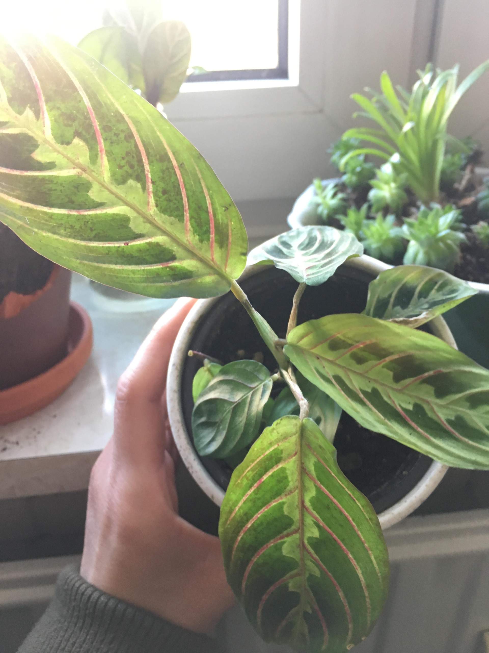 Warum ist meine Marante nicht mehr Pink? (Pflanzenpflege, Zimmerpflanzen)