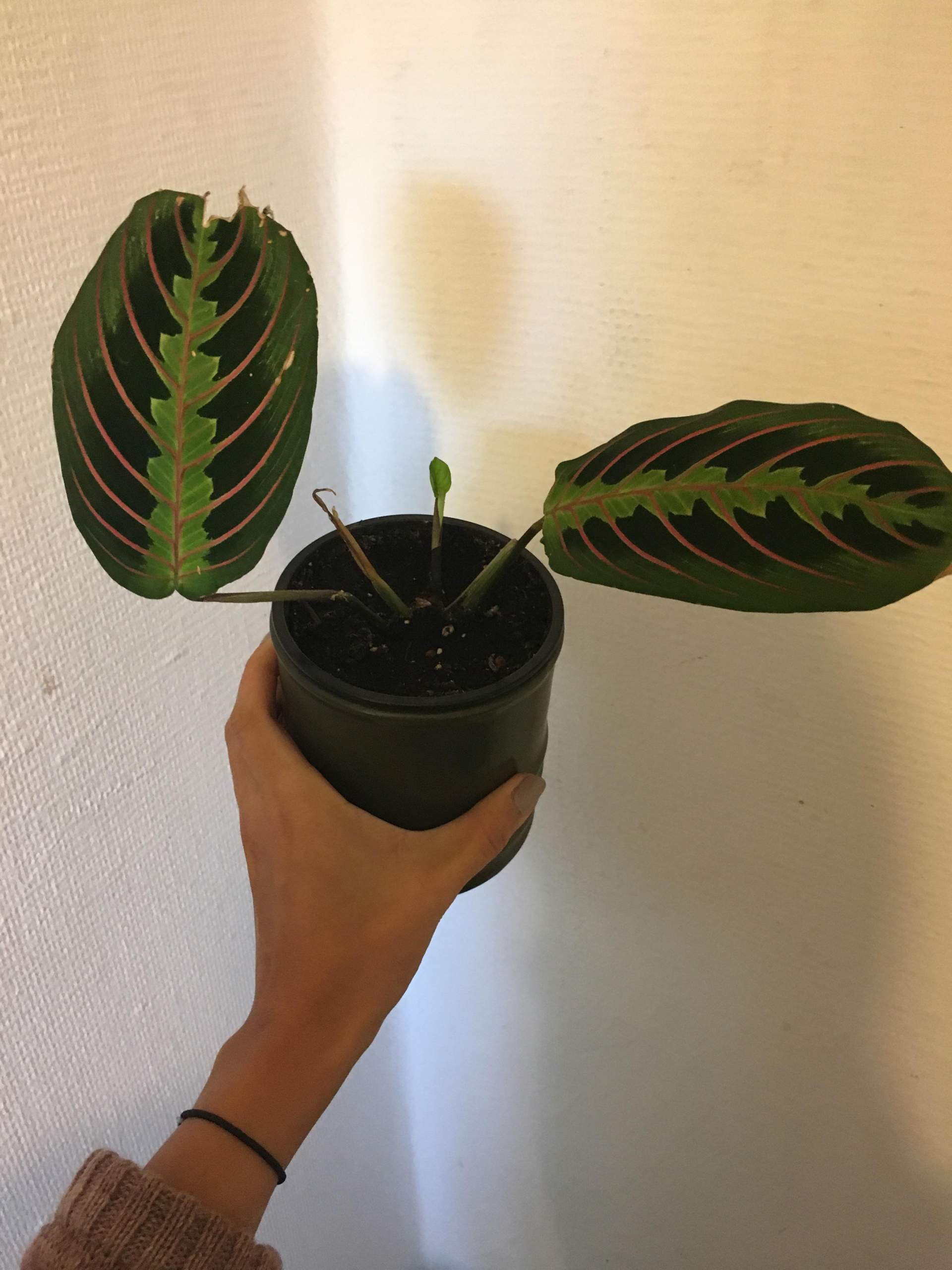 Warum ist meine Marante nicht mehr Pink? (Pflanzenpflege, Zimmerpflanzen)