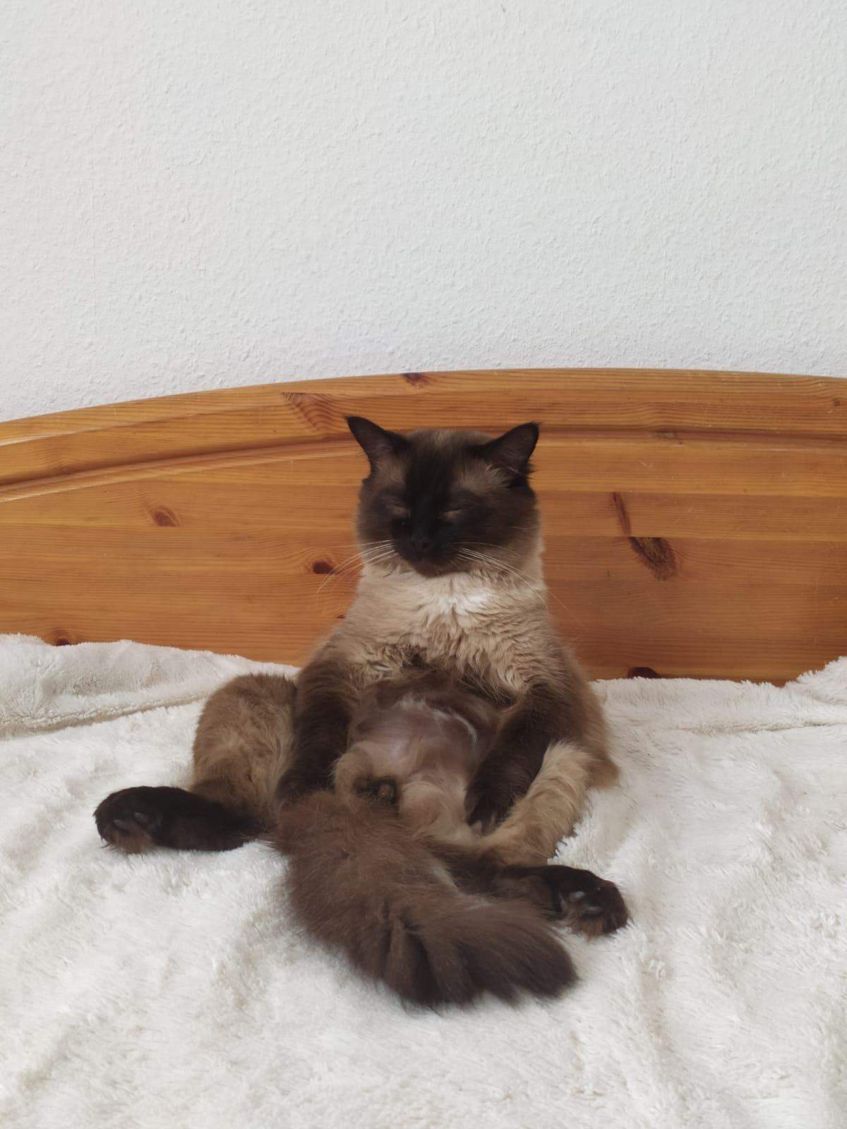 Warum schläft mein Kater im Sitzen :D? (Katze, Haustiere, schlafen)