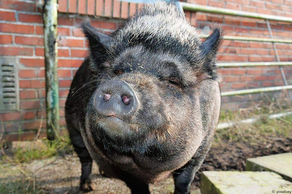 Warum schmatzen Schweine?