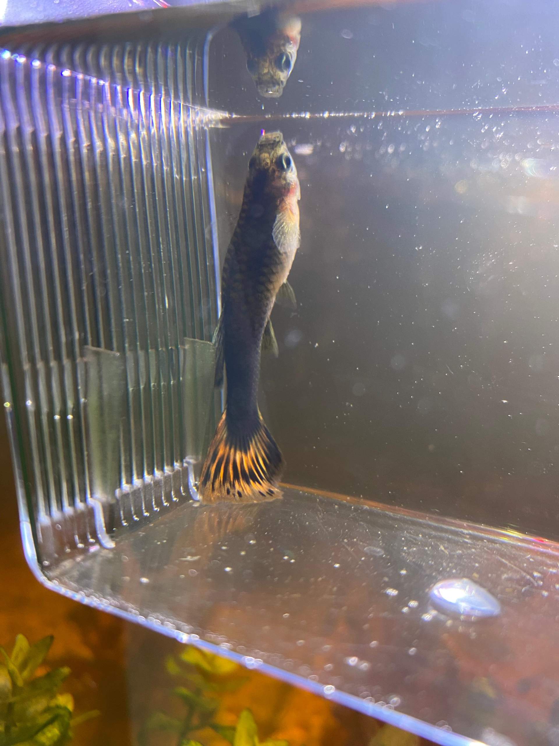 Warum schwimmt mein Fisch so komisch? (Wasser, Aquarium, Tierhaltung)